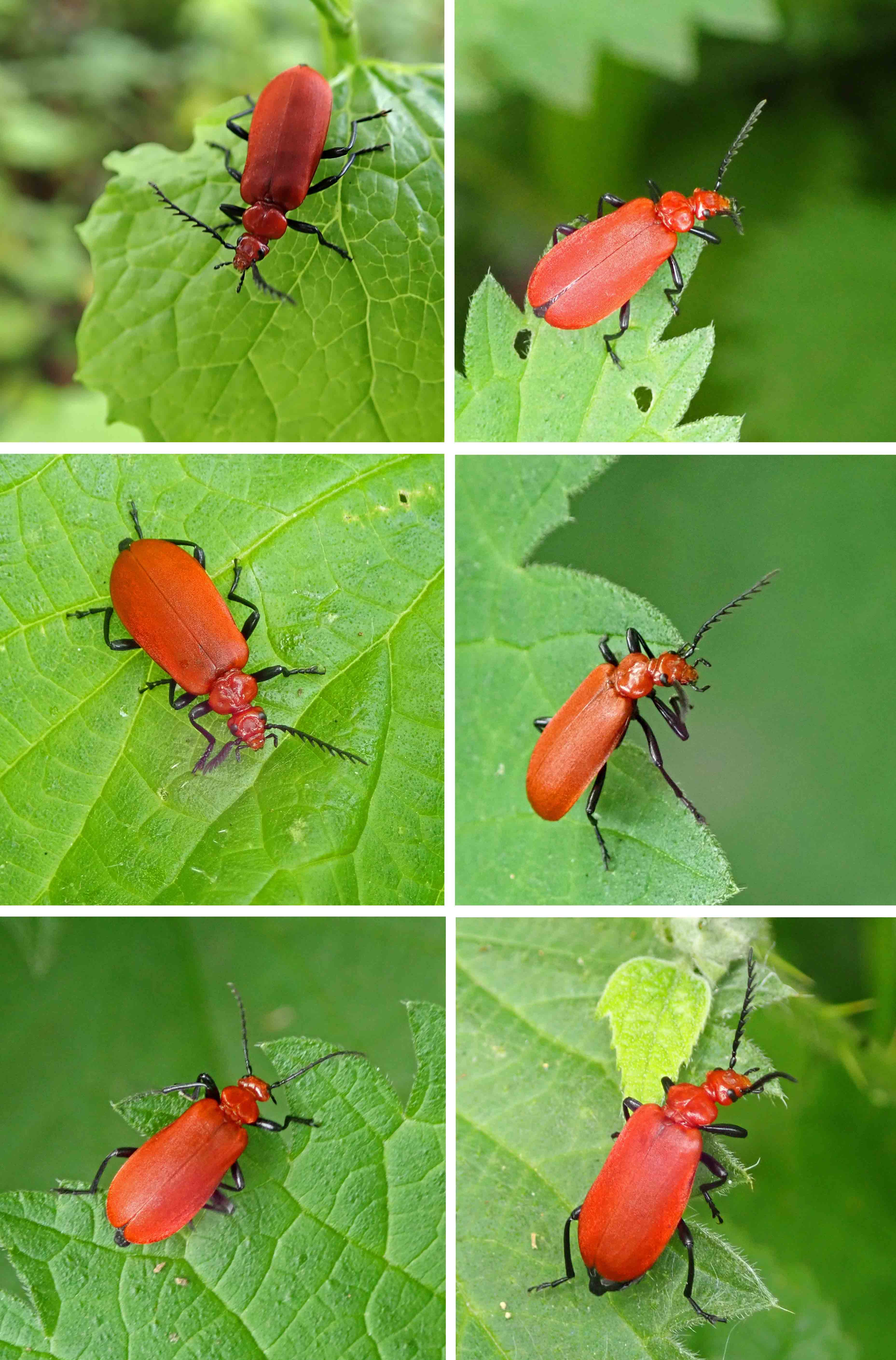 Red for danger? | earthstar
