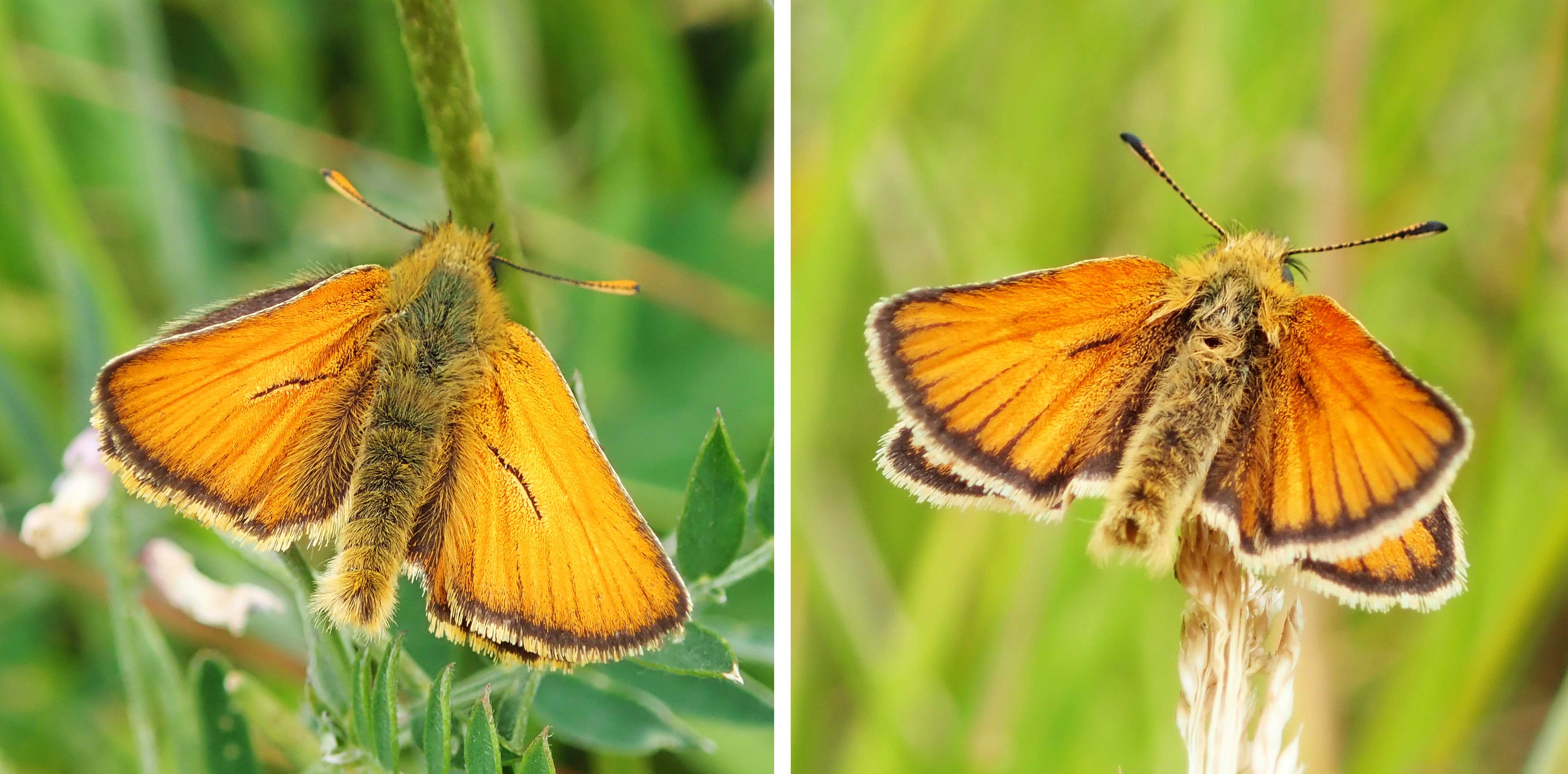 Small skipper identification | earthstar