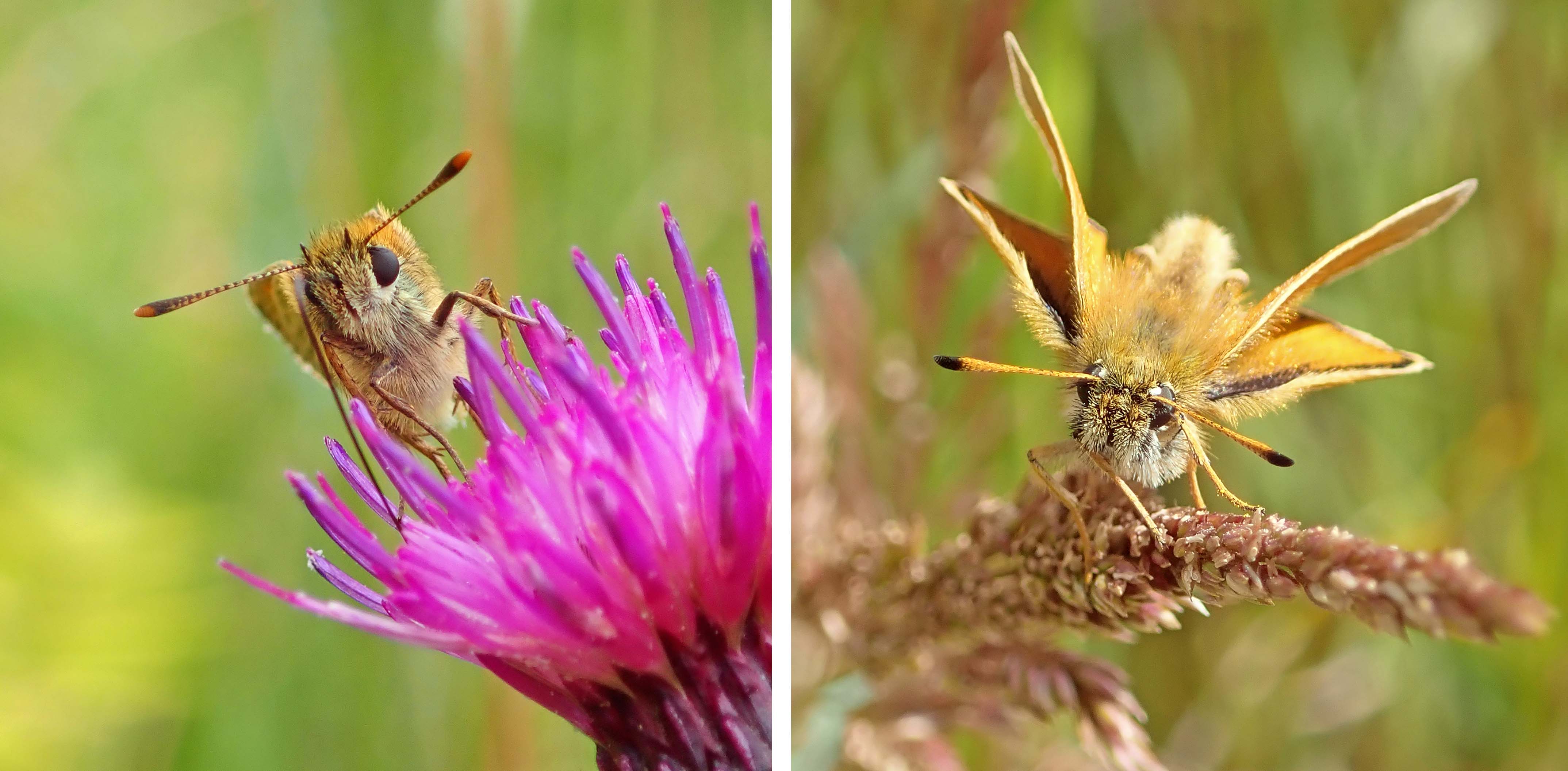 Small skipper identification | earthstar