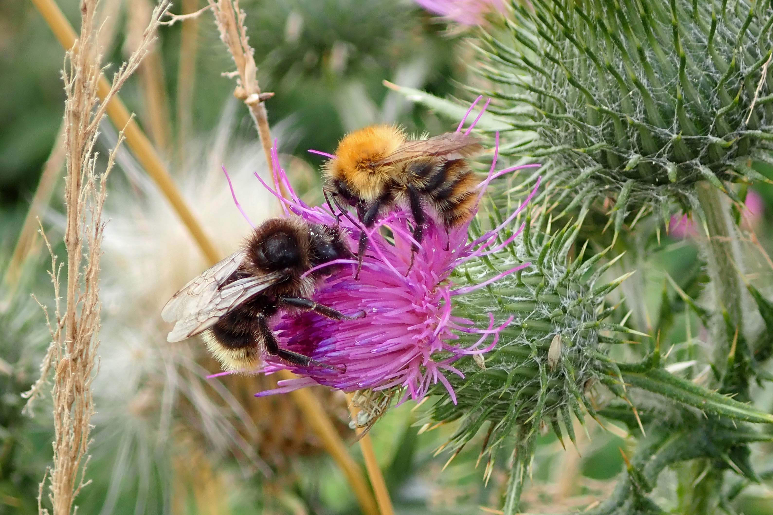 Companions | earthstar