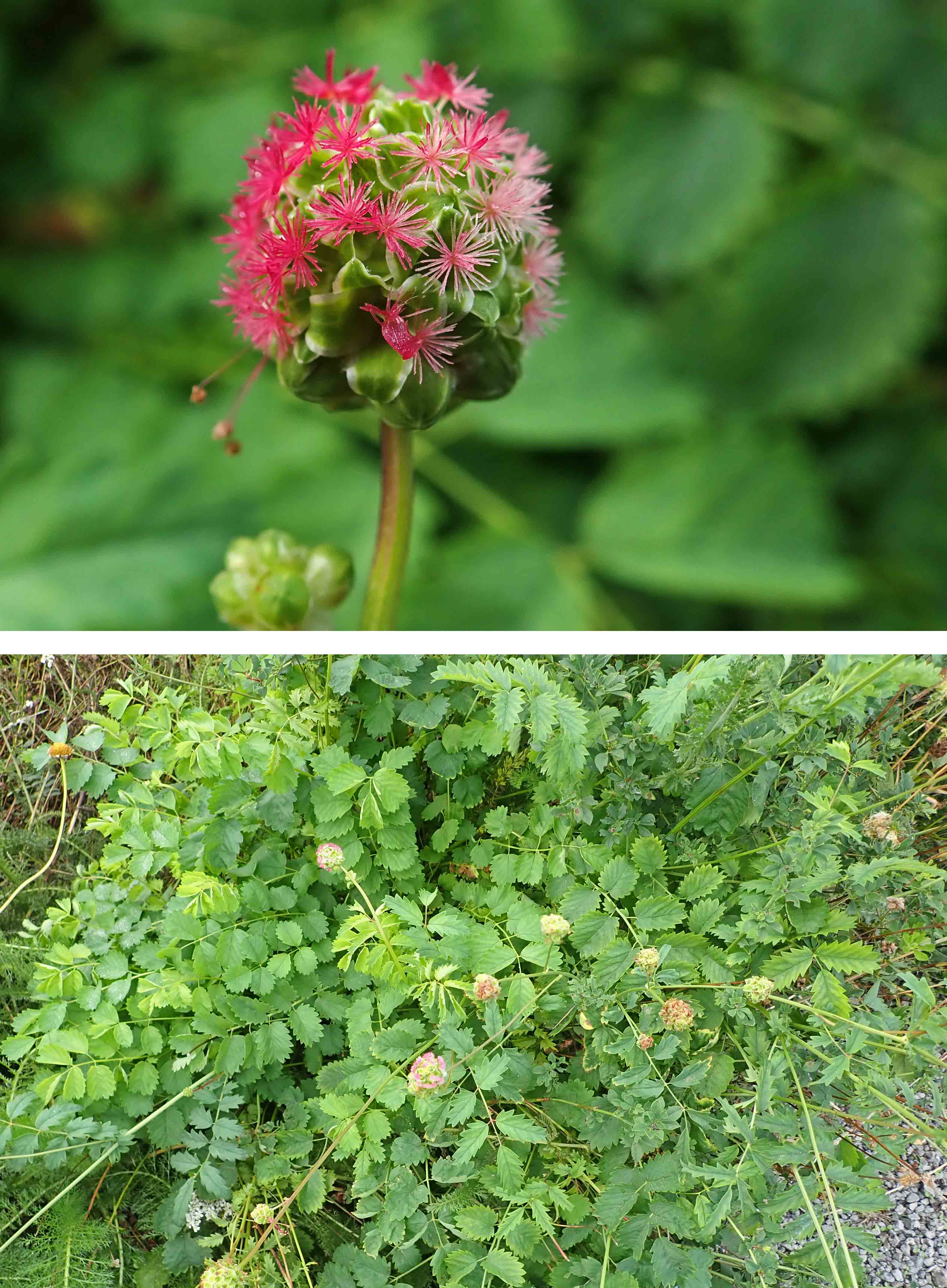 New plant: Salad burnet | earthstar