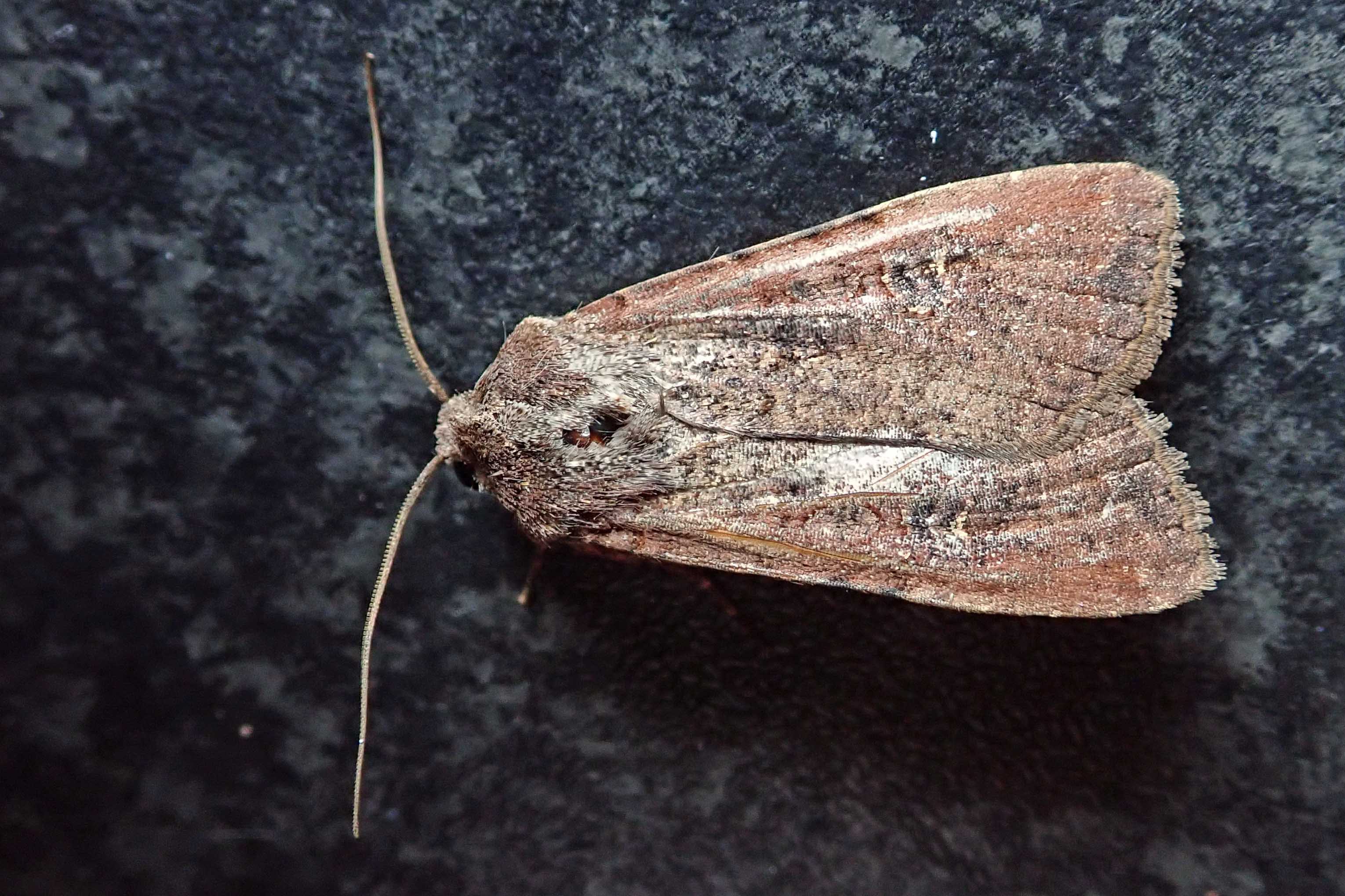 Pearly underwing | earthstar