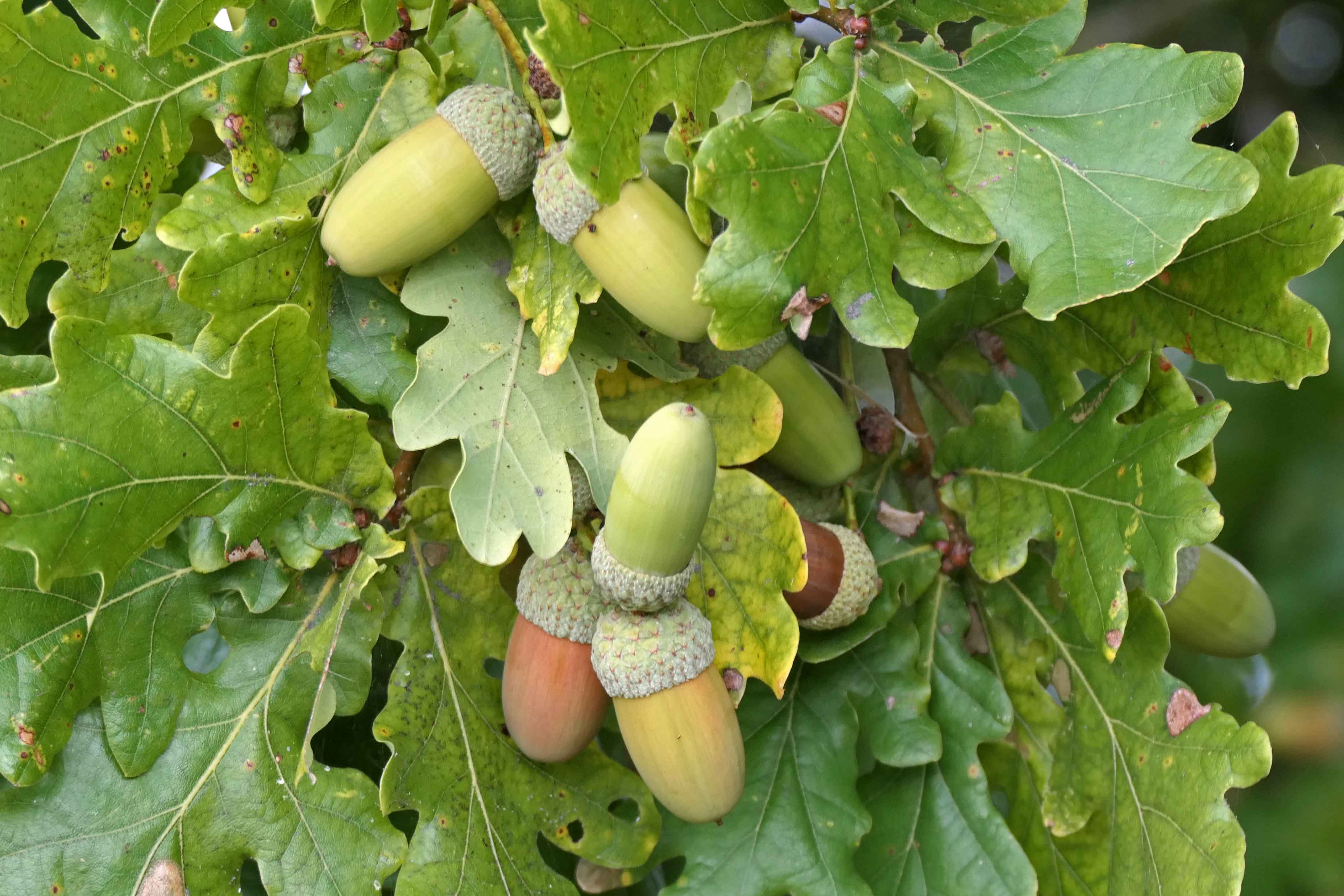 Acorn cupules | earthstar