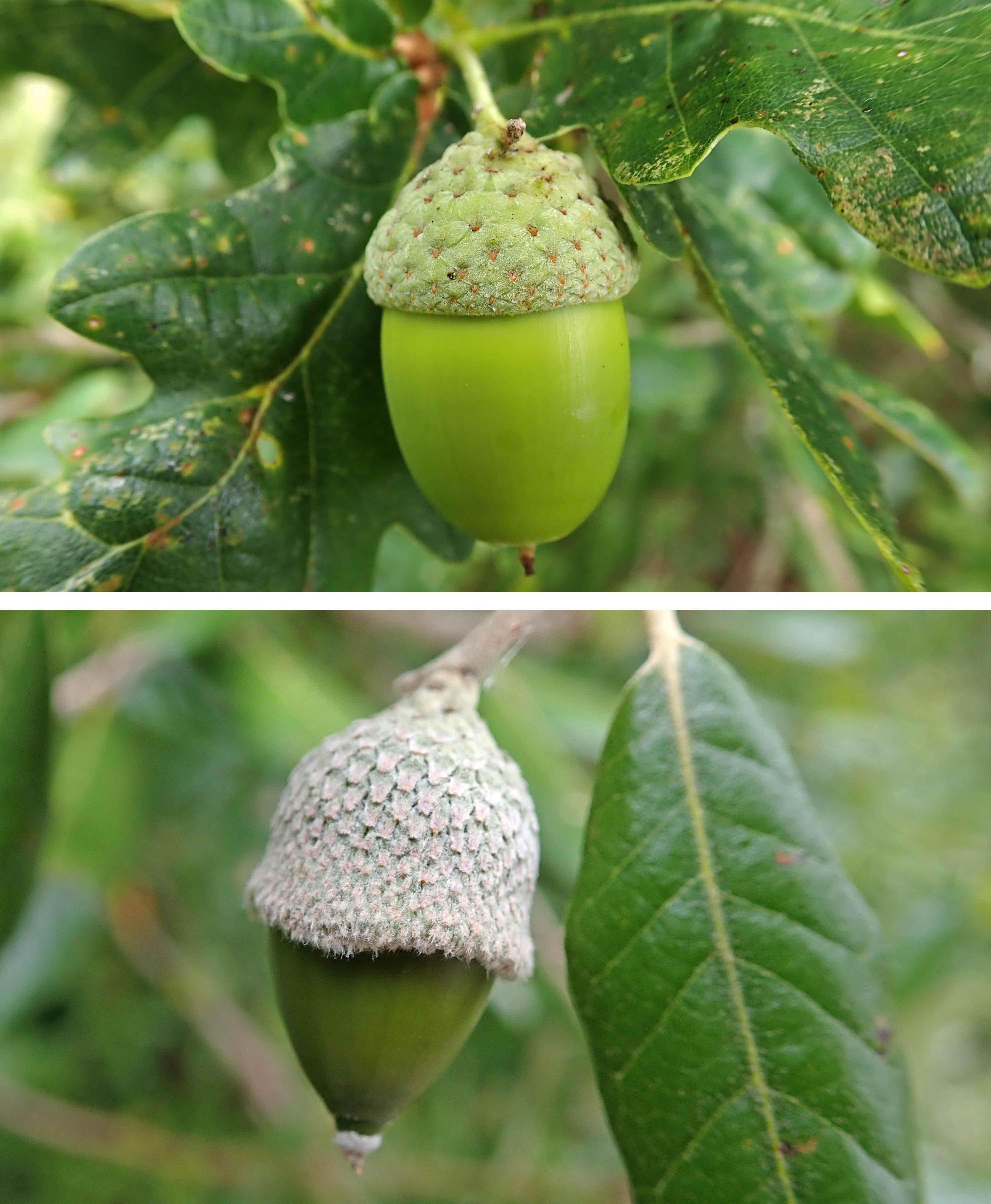 Acorn cupules | earthstar