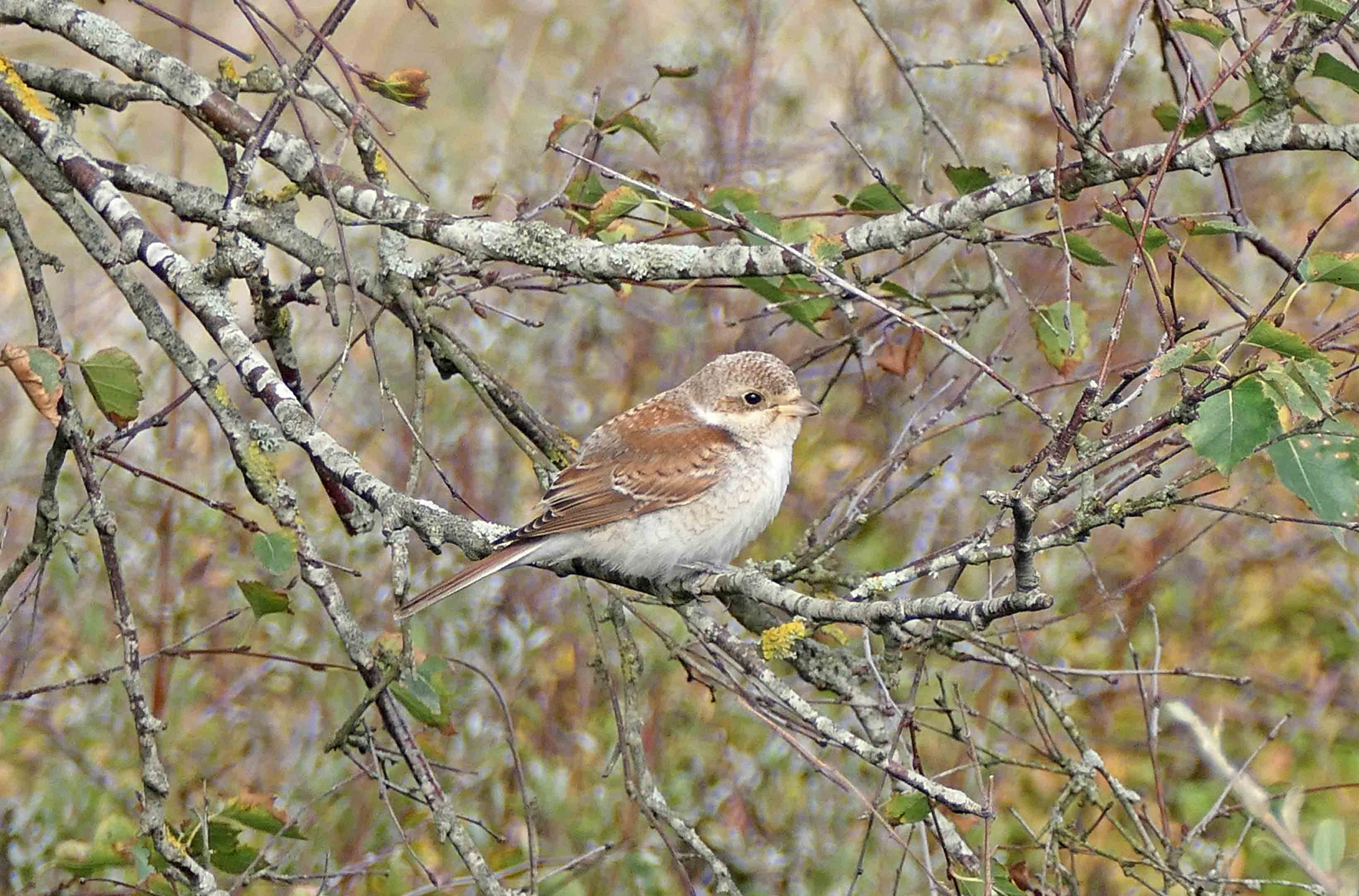Red-backed shrike | earthstar
