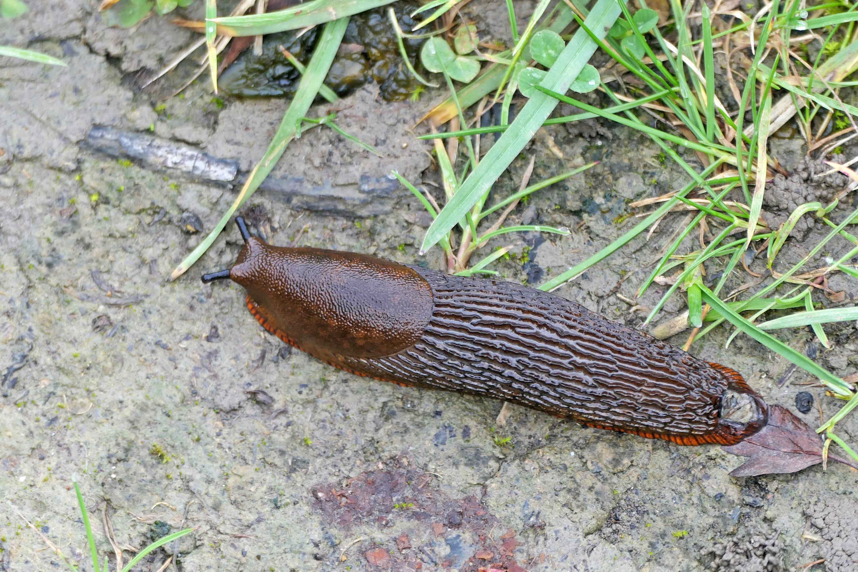 A live slug | earthstar