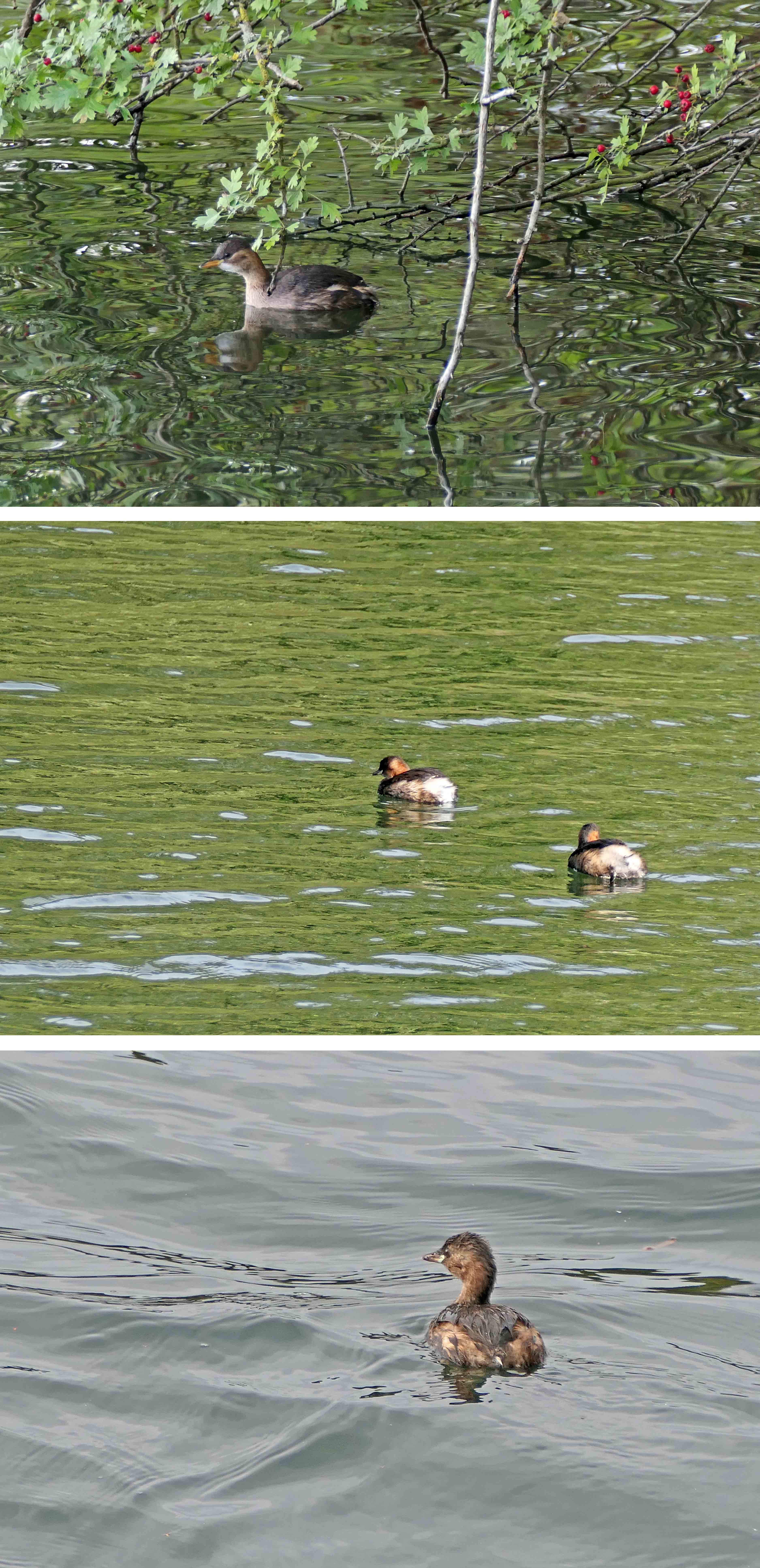 Dabchicks | earthstar