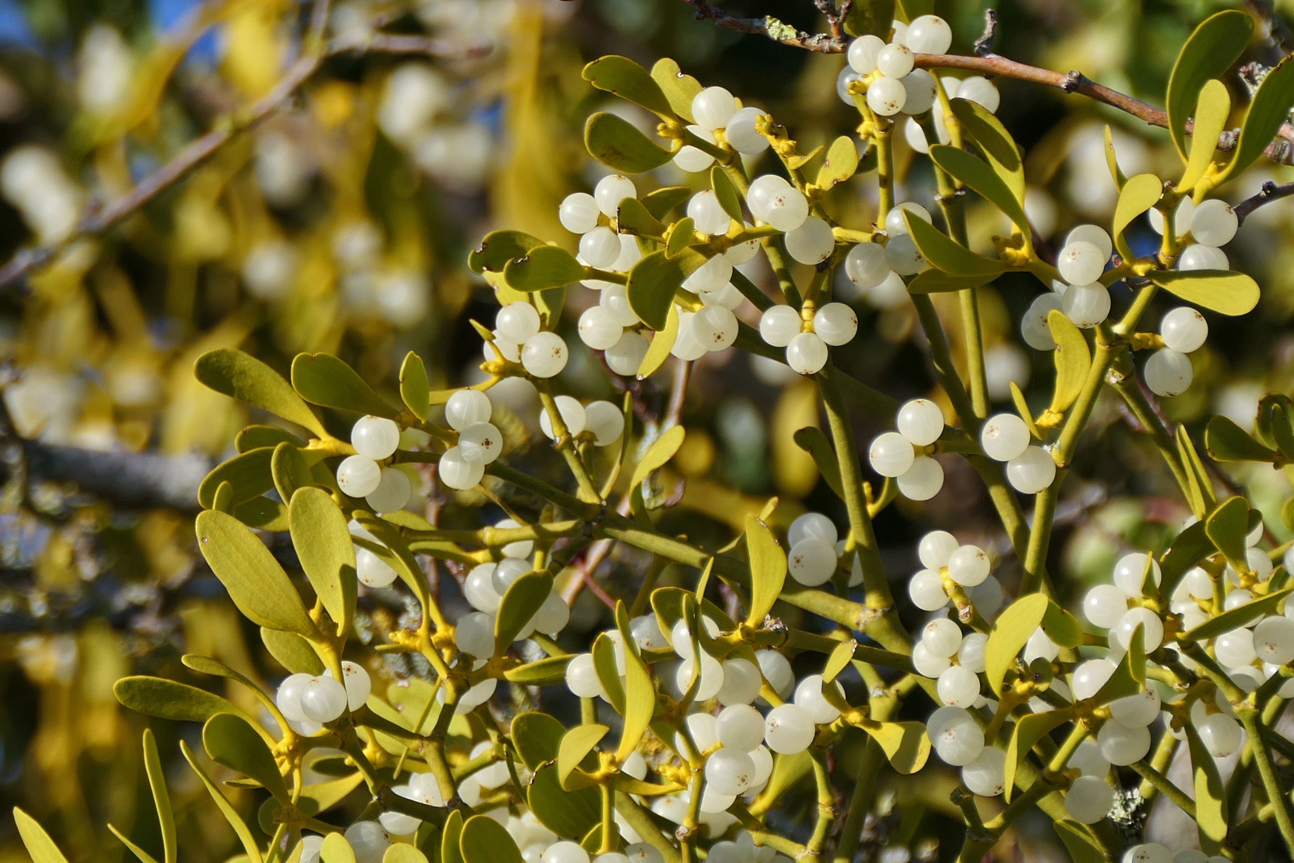 Merry Mistletoe! | earthstar