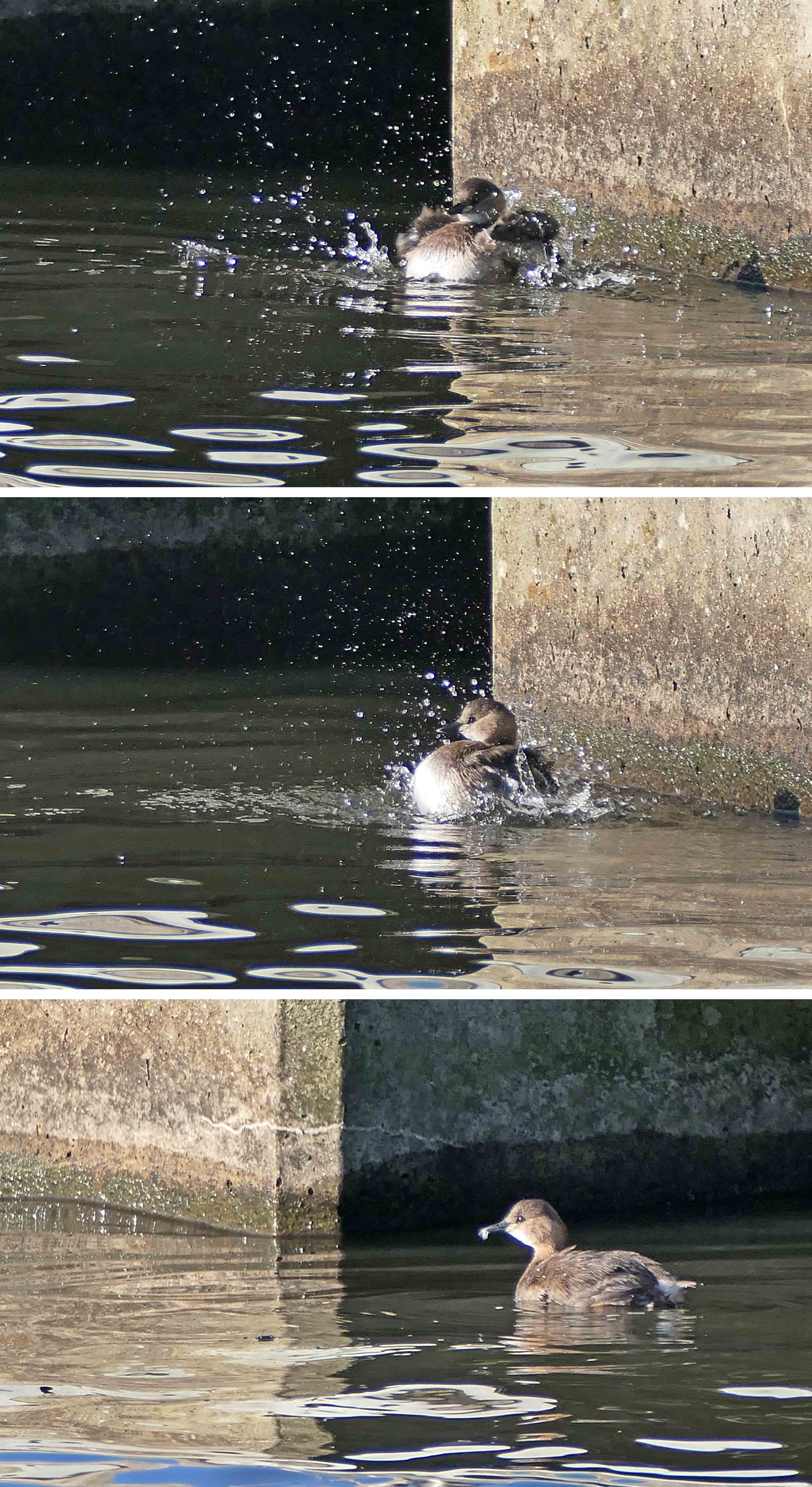 Encounters with grebes | earthstar