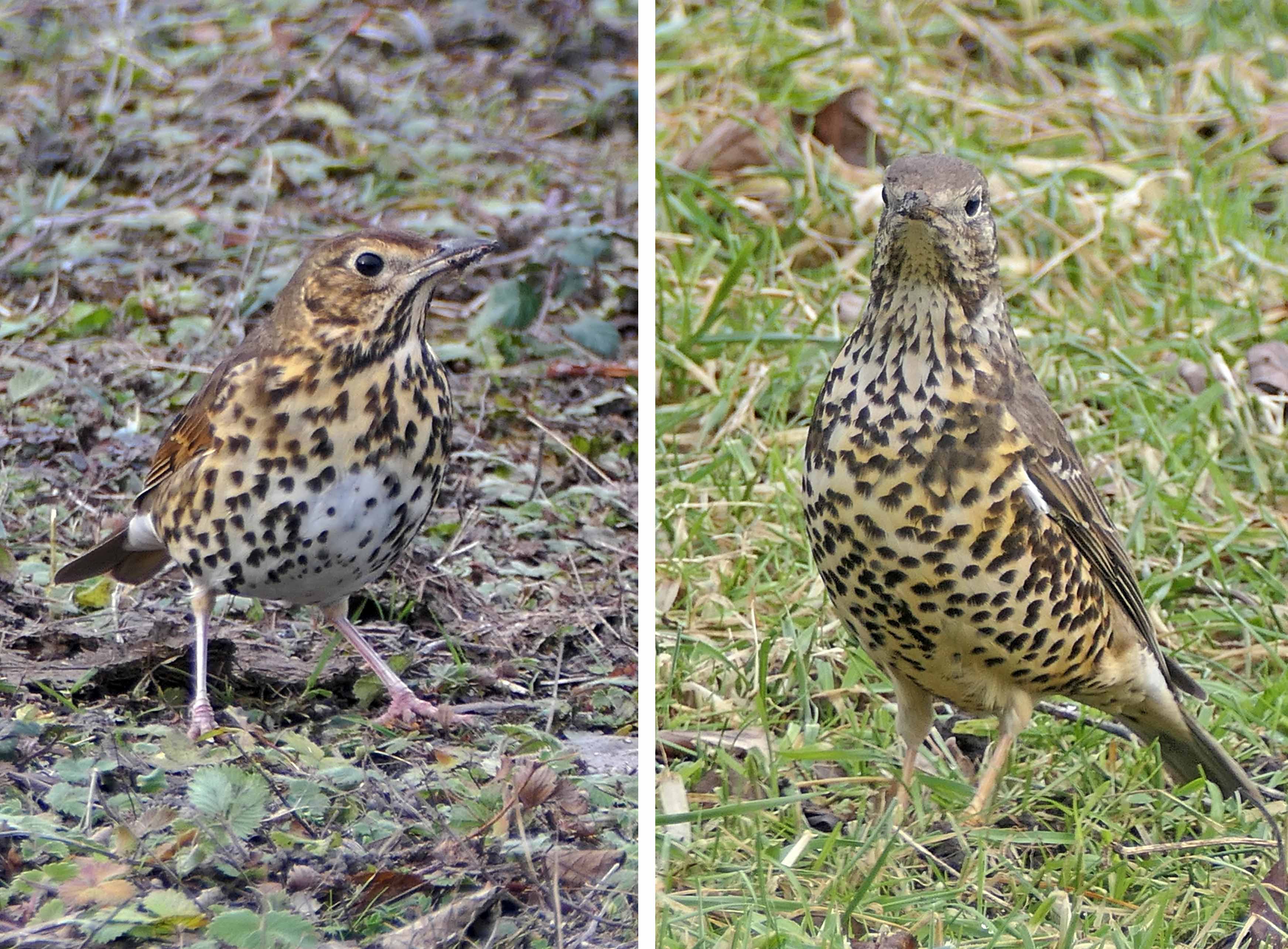 Song vs Mistle | earthstar