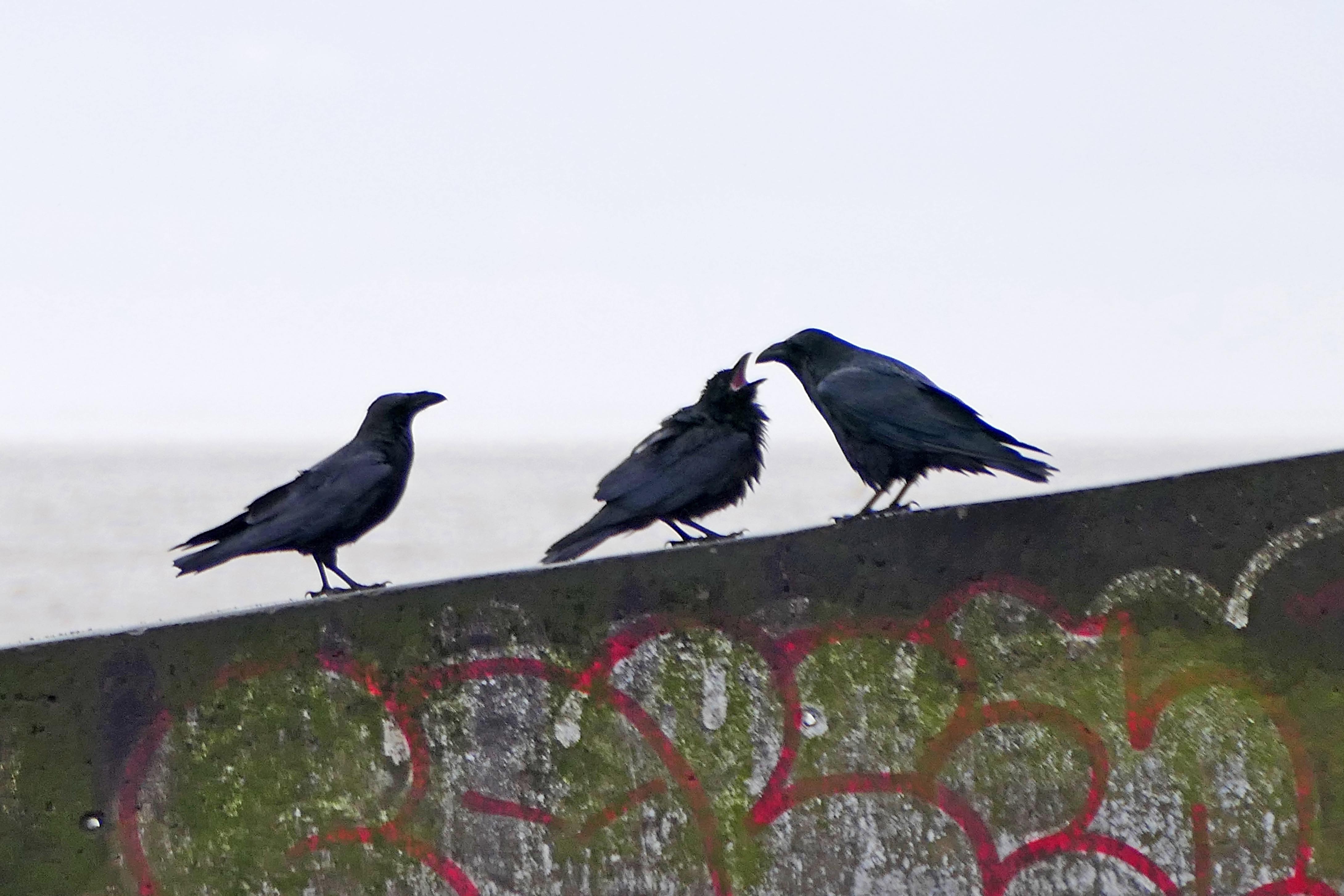 A Raven family | earthstar