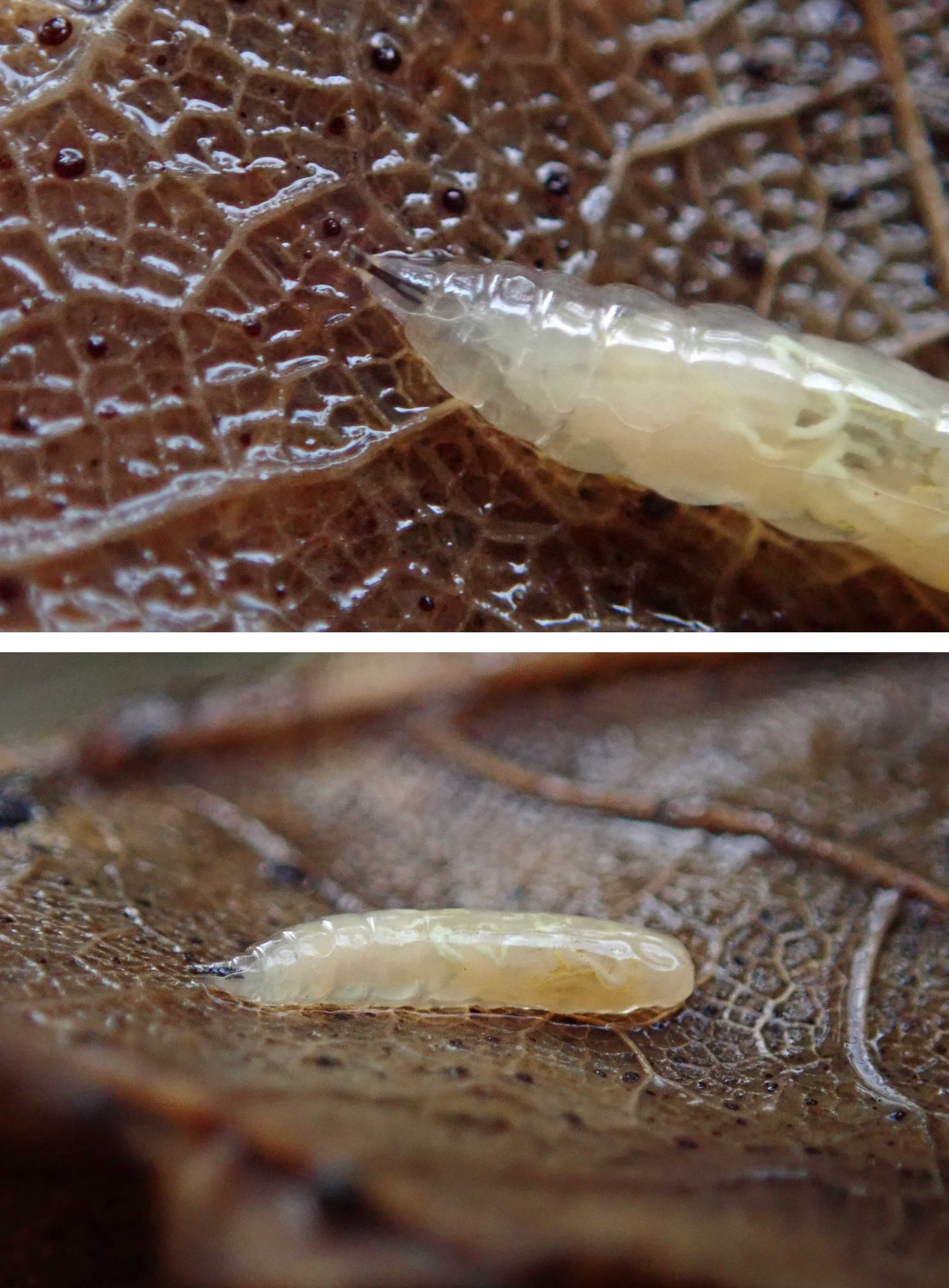 Fly larva: Phaonia species | earthstar