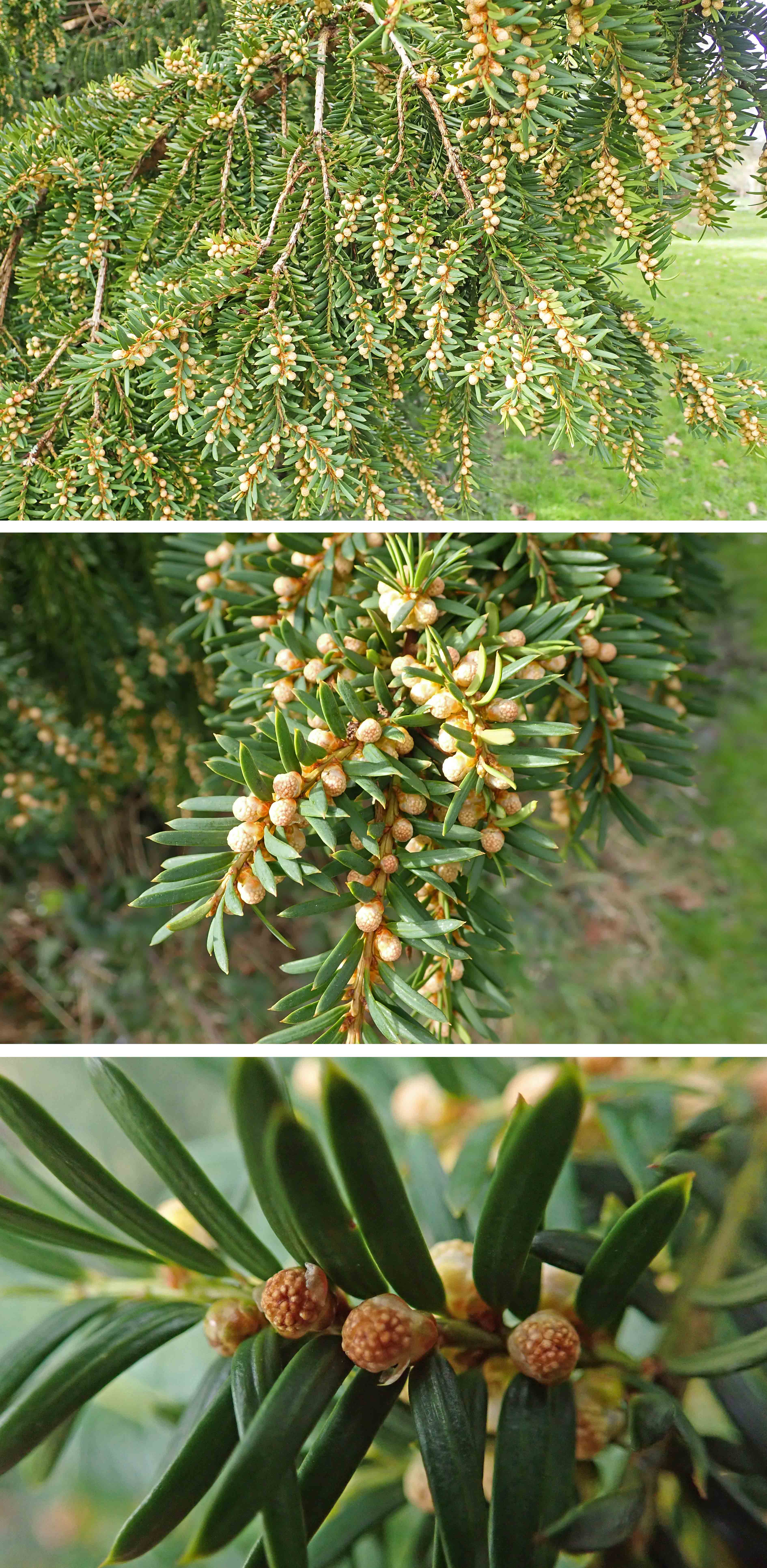 male yew flowers | earthstar