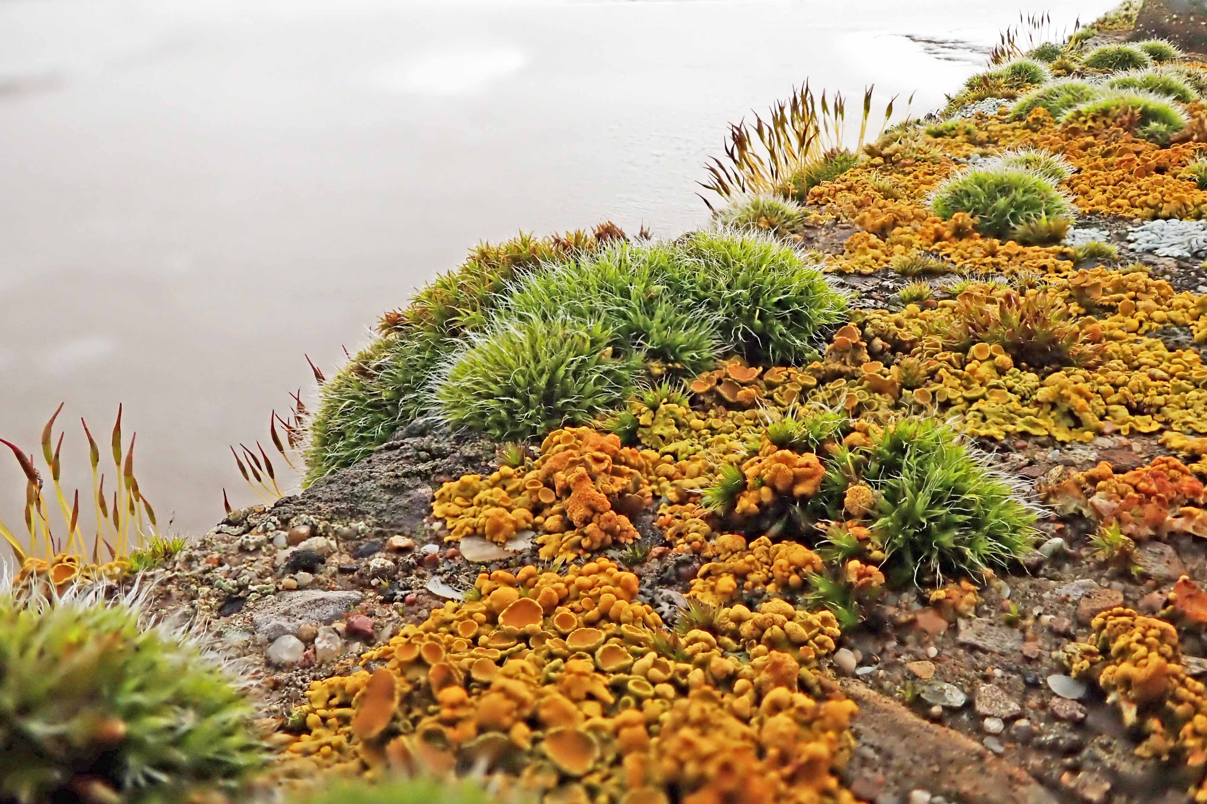 Lilliputian landscape | earthstar