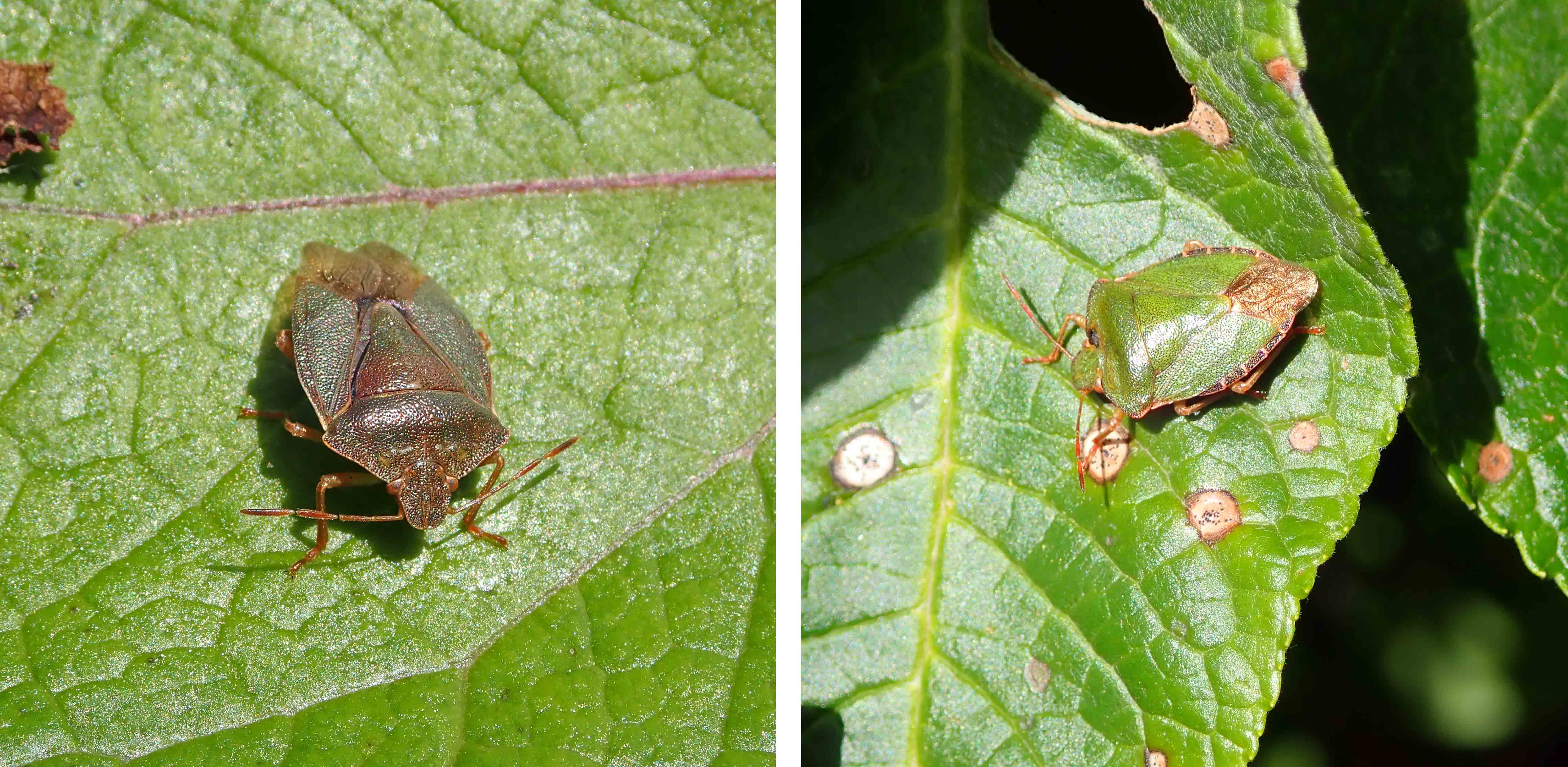Shieldbugs are go! | earthstar