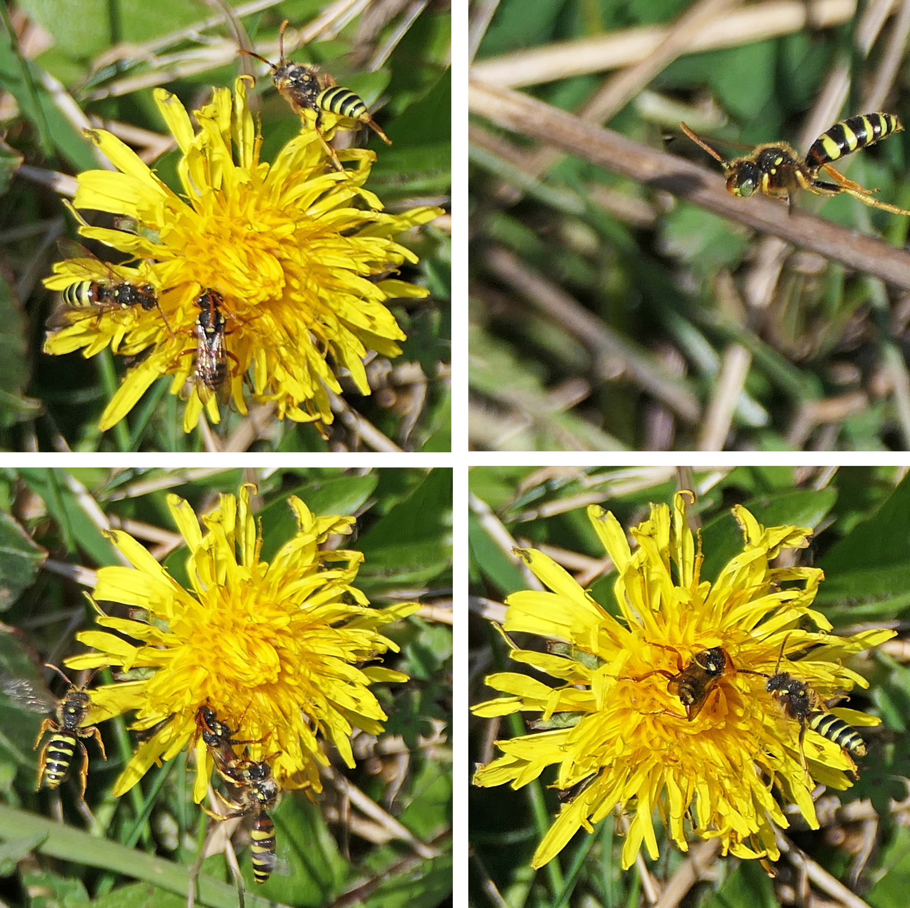 Nomad bees | earthstar