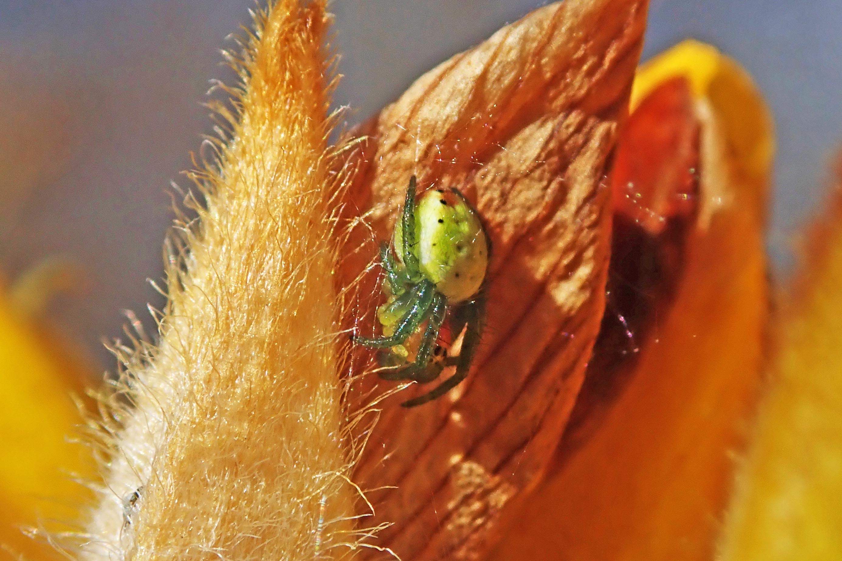 Cucumber green orb spider | earthstar