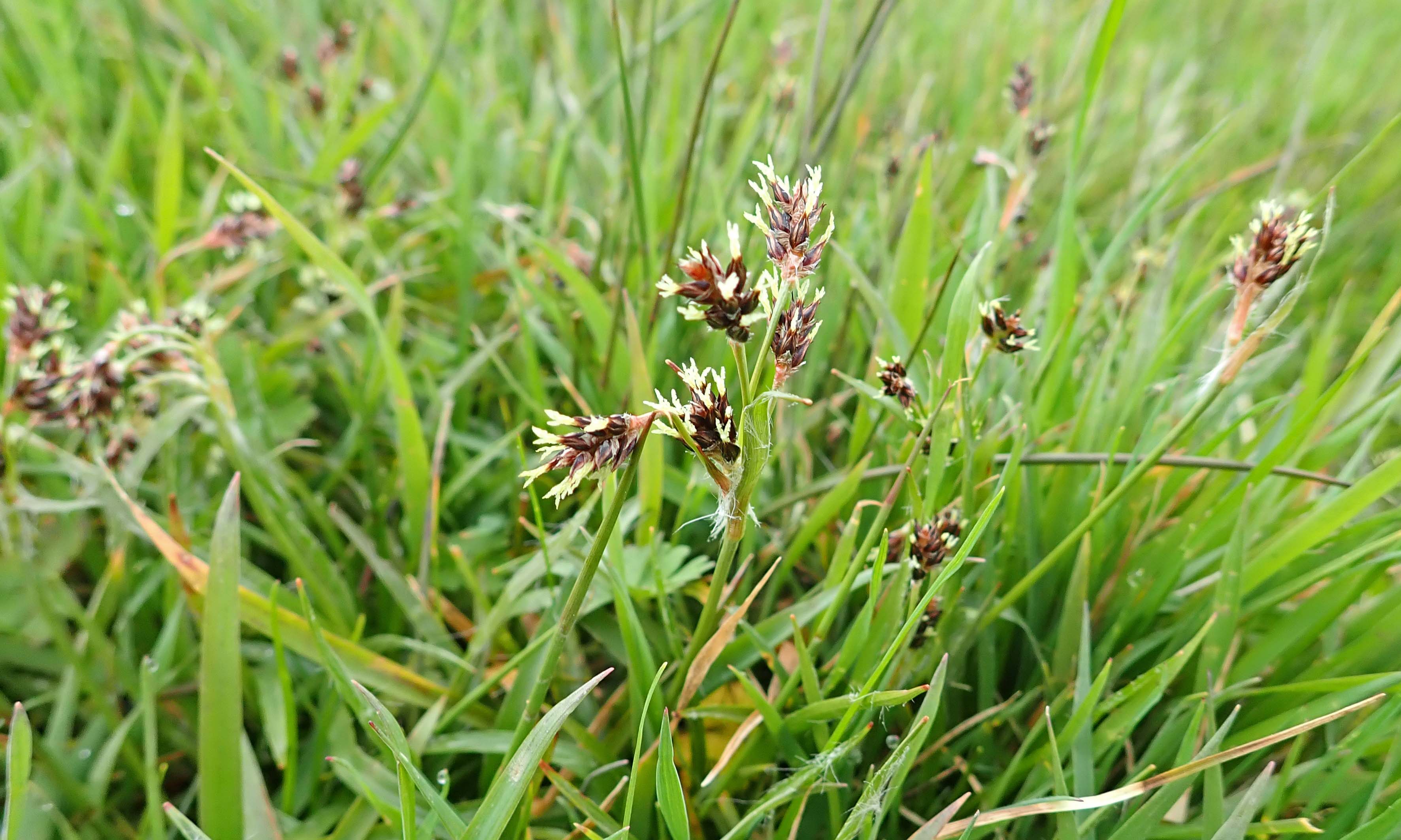 Good Friday Grass | earthstar