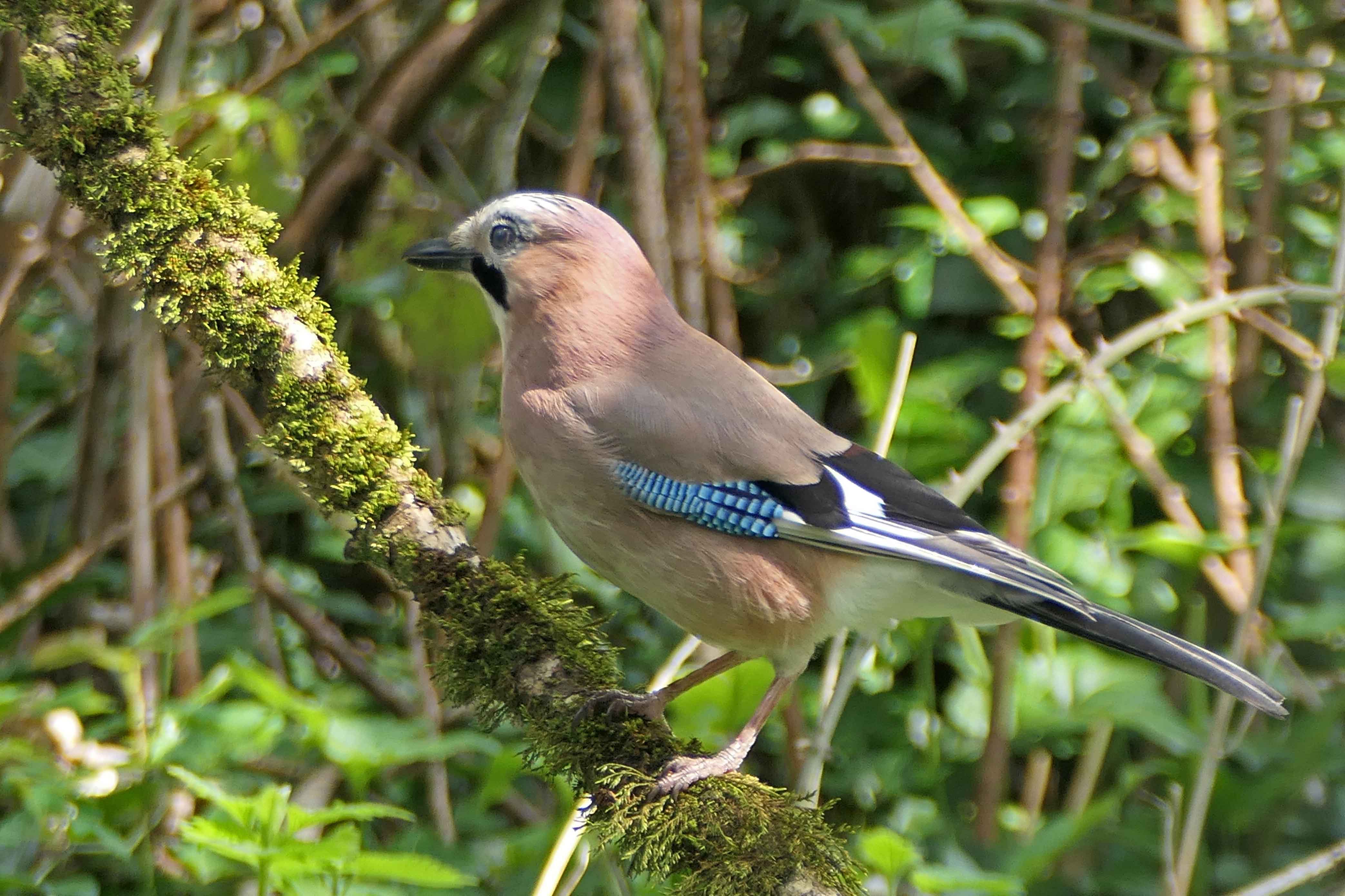 Two Jays | earthstar
