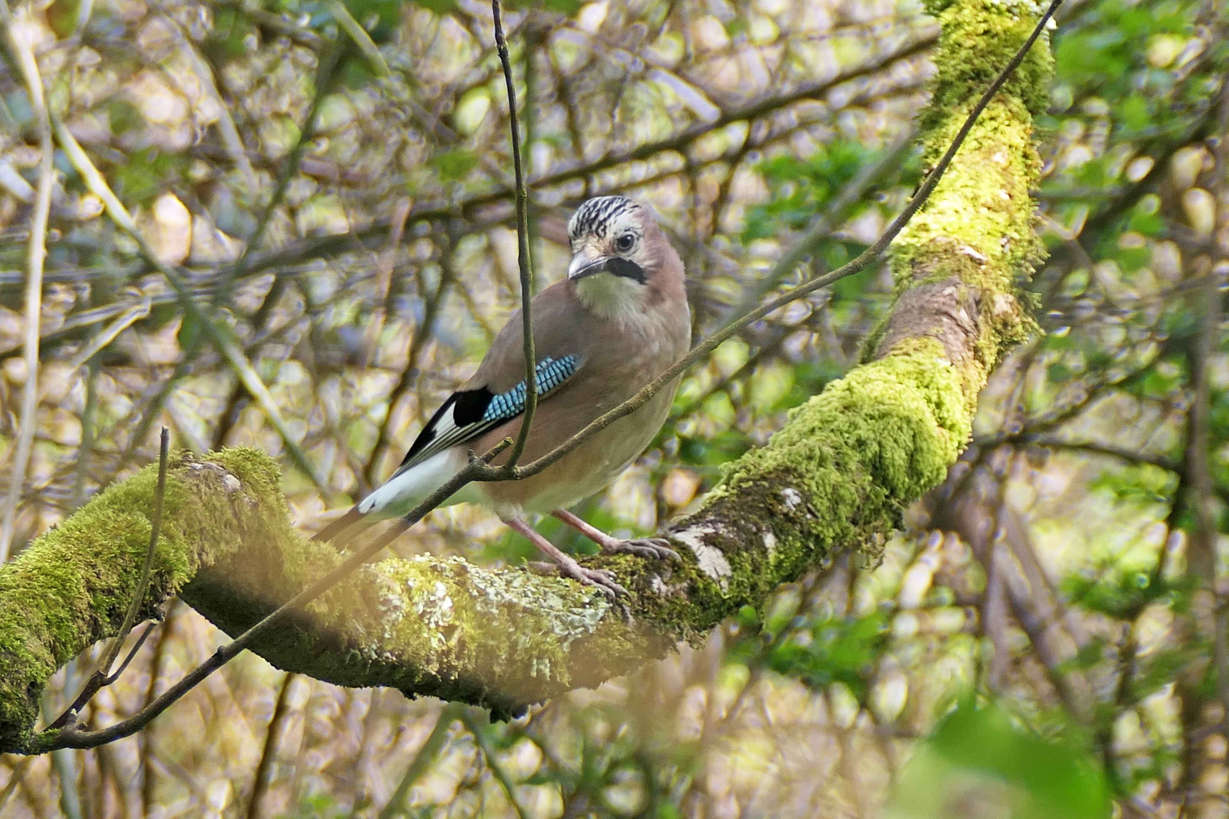 Two Jays | earthstar
