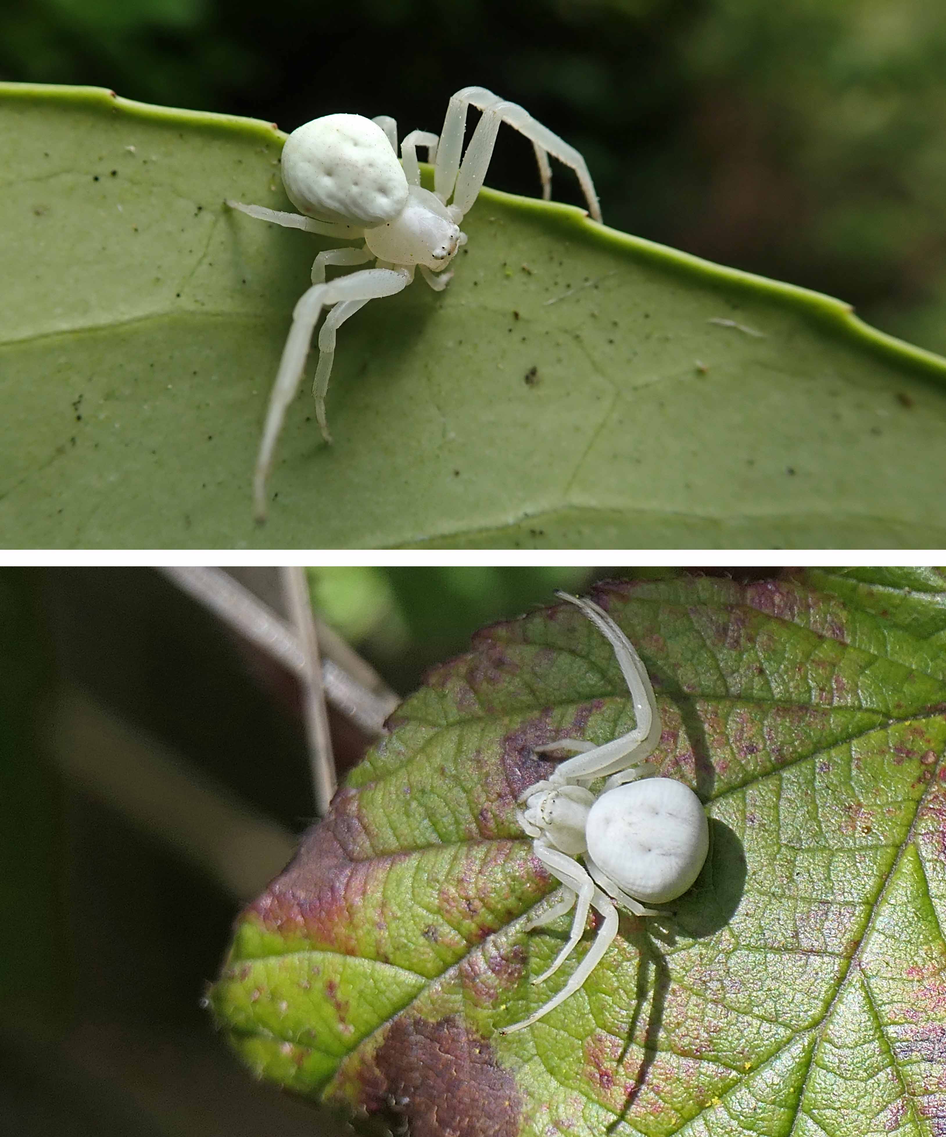 Flower crab spiders | earthstar