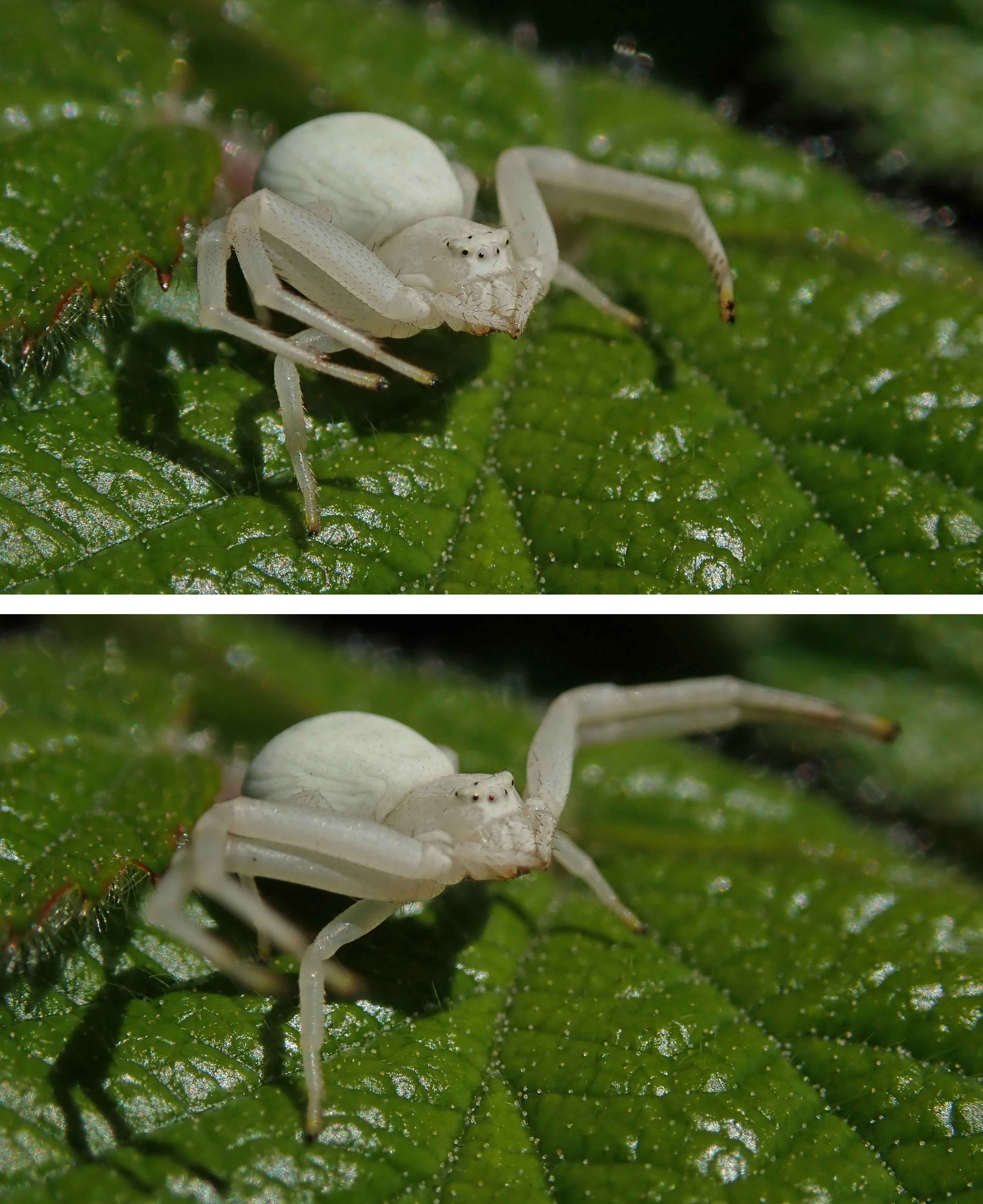 Flower crab spiders | earthstar