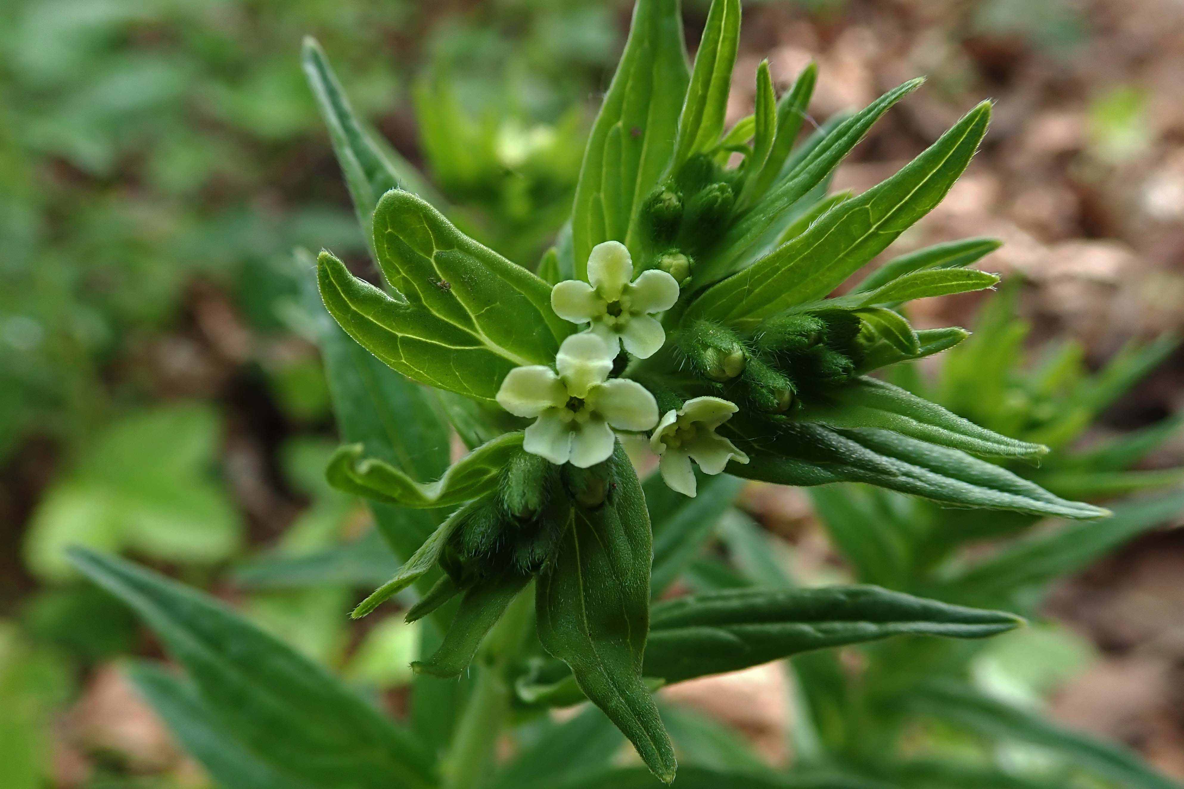 Common gromwell | earthstar