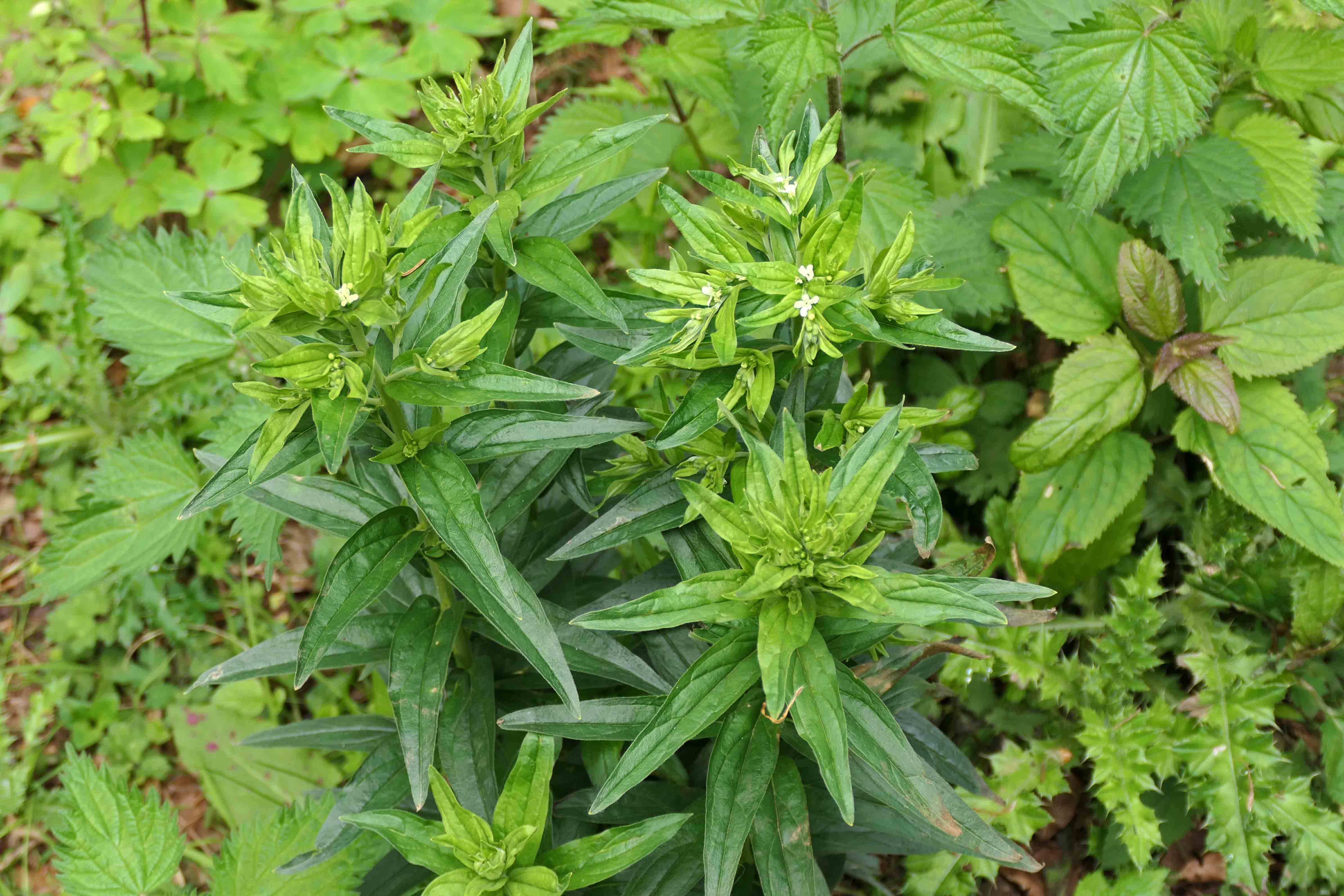 Common gromwell | earthstar