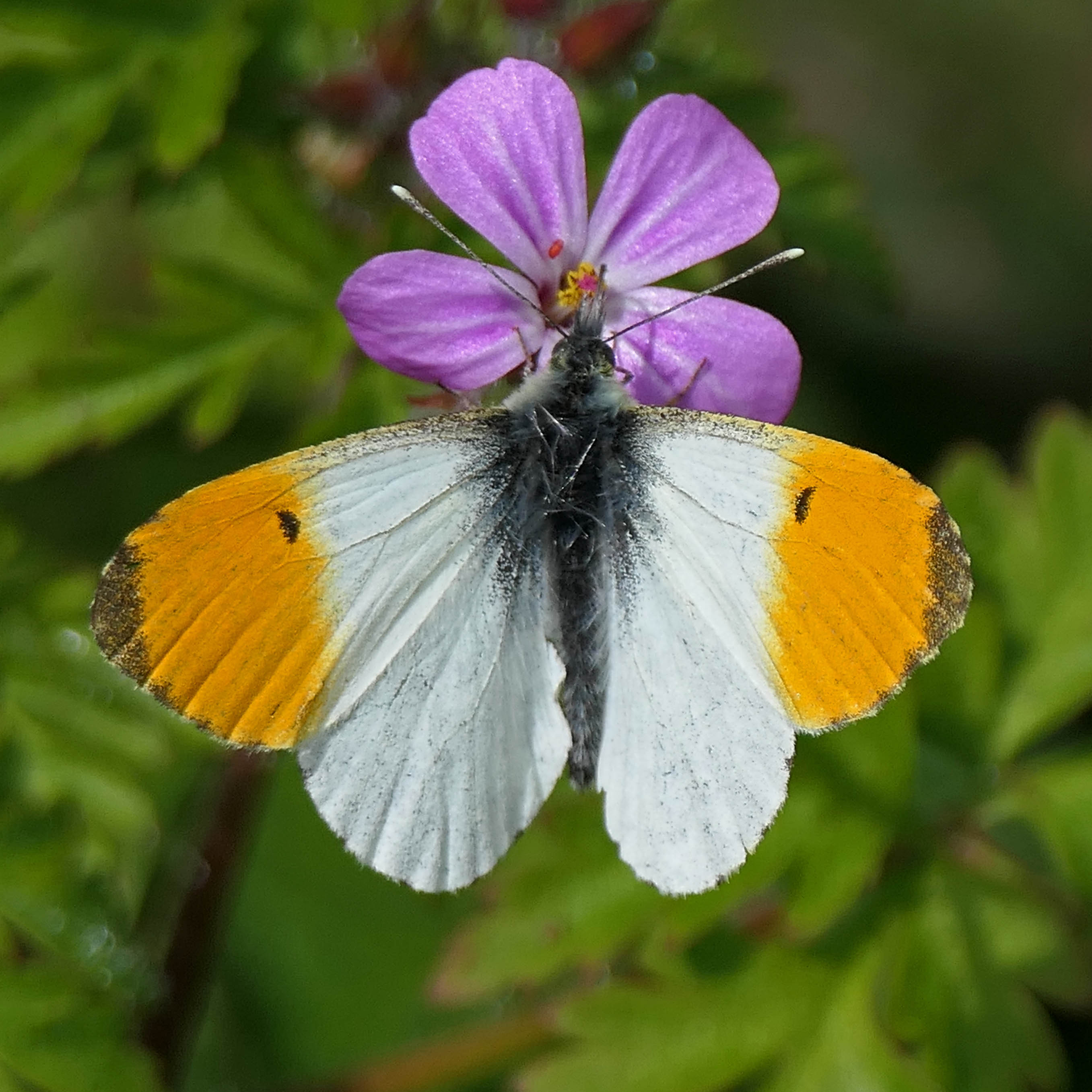 Mr and Ms Orange-tip | earthstar