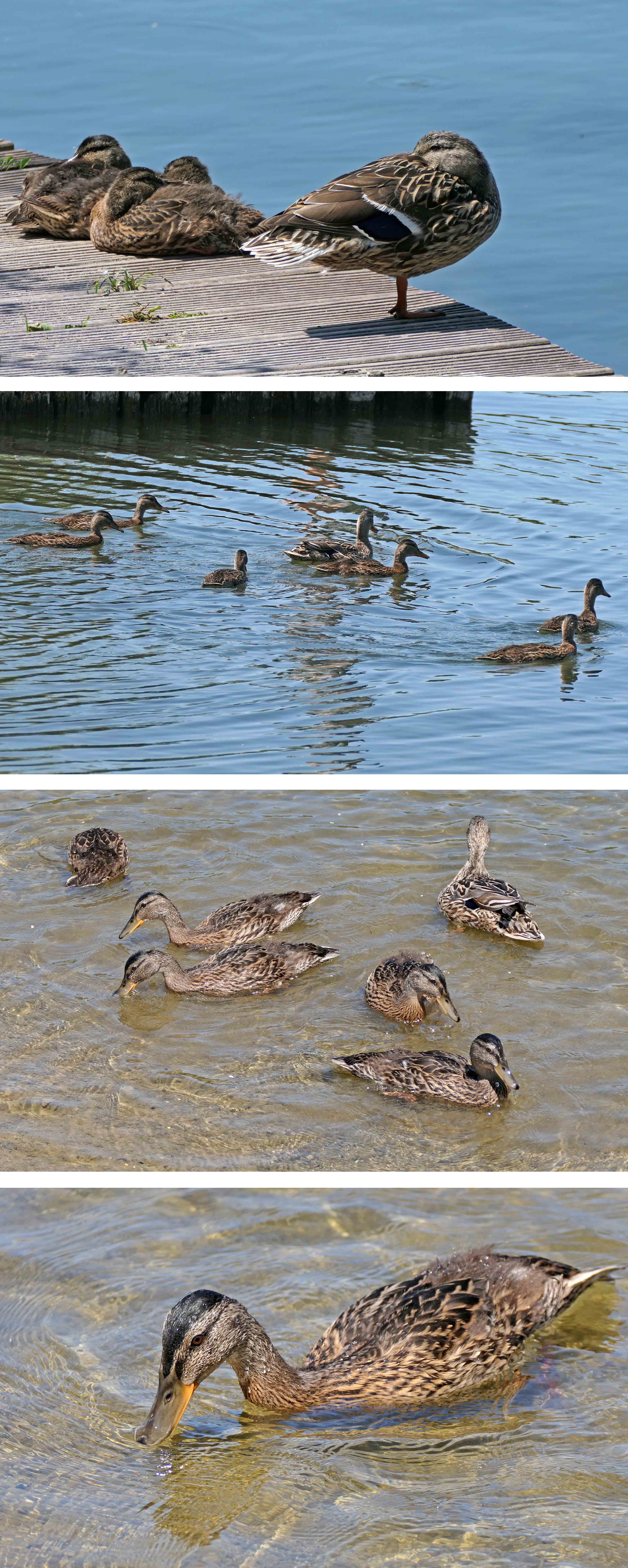 The Mallards | earthstar