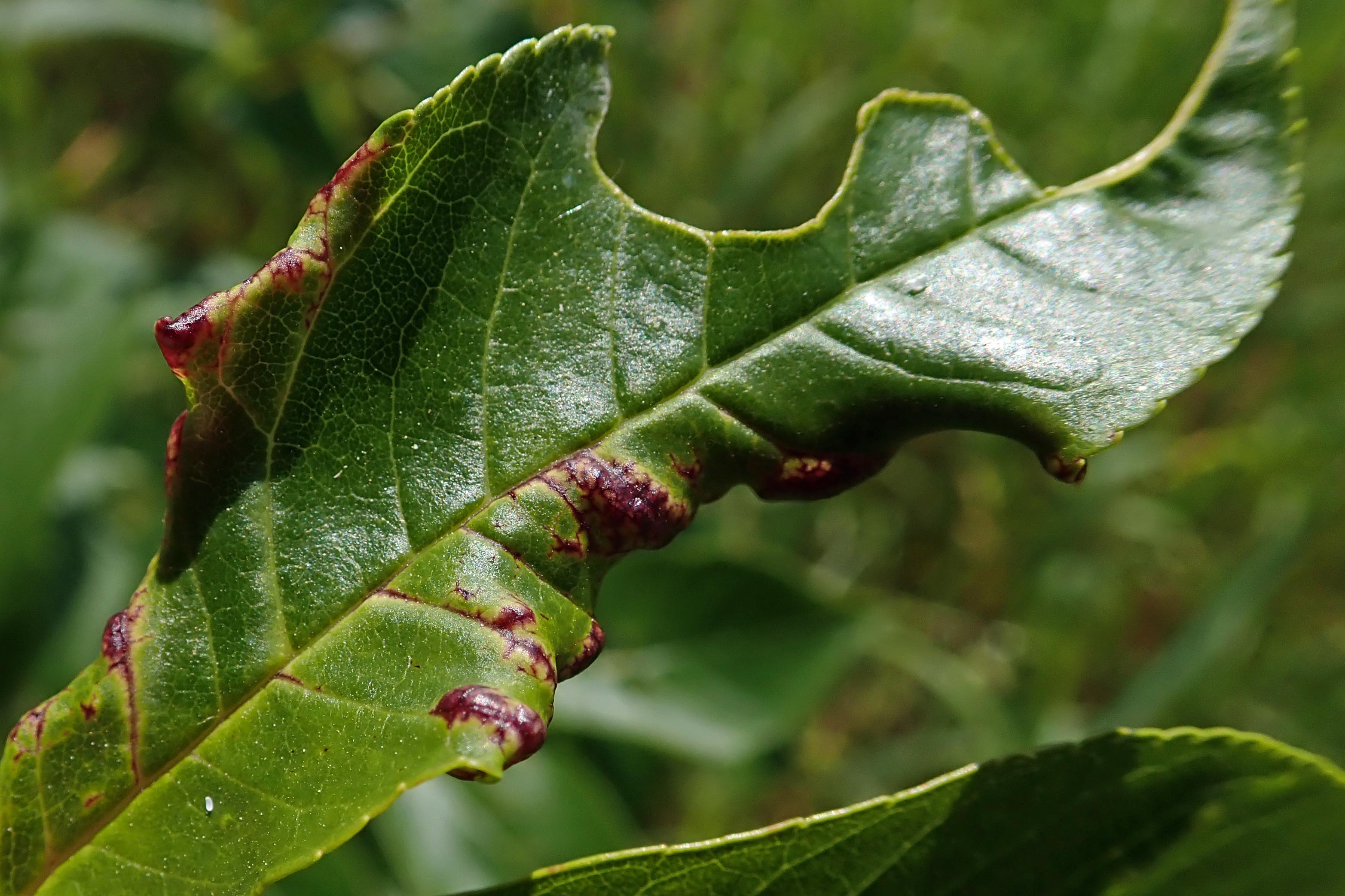 Galls: Psyllopsis fraxini | earthstar