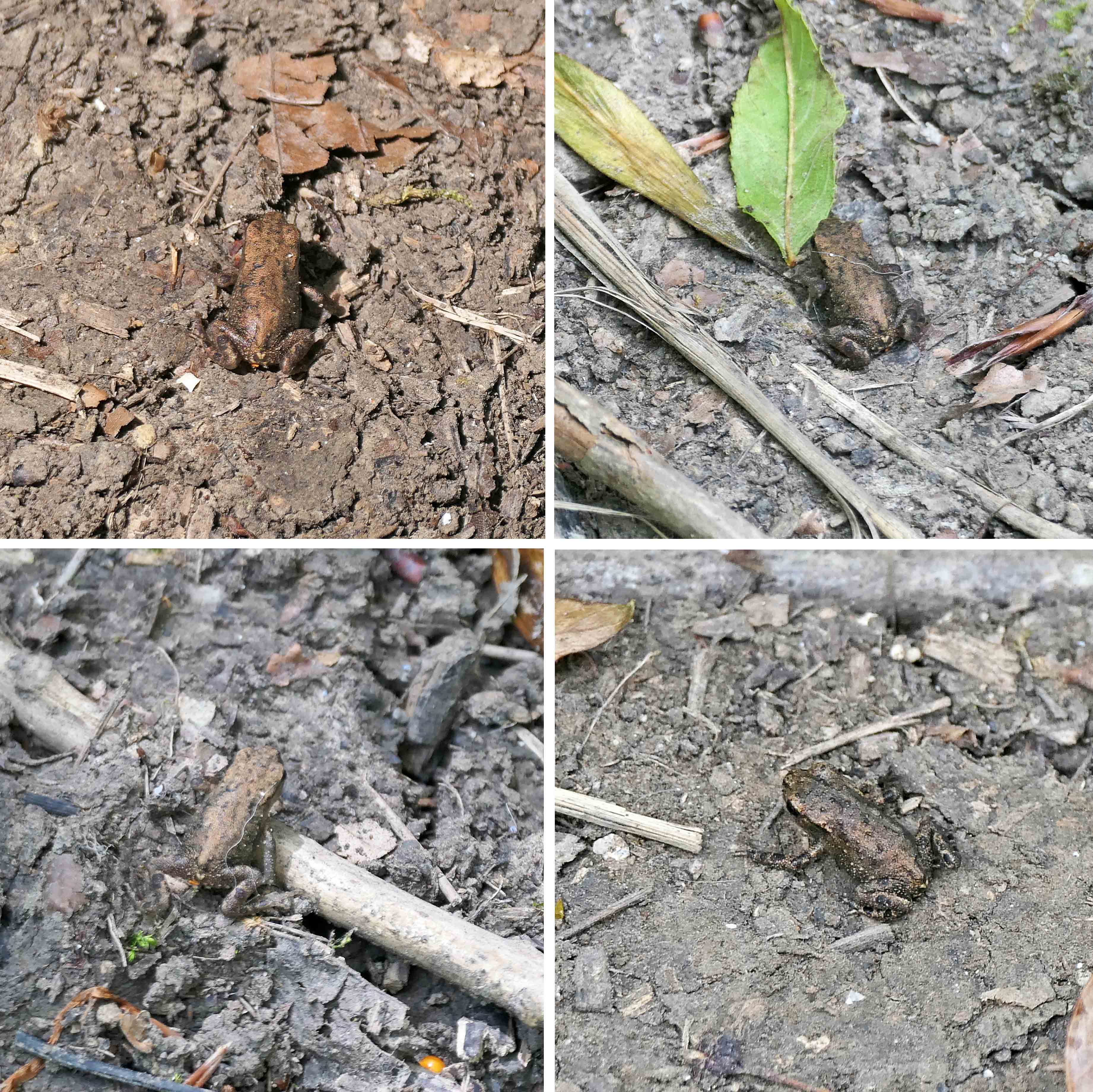 Toadlets | earthstar