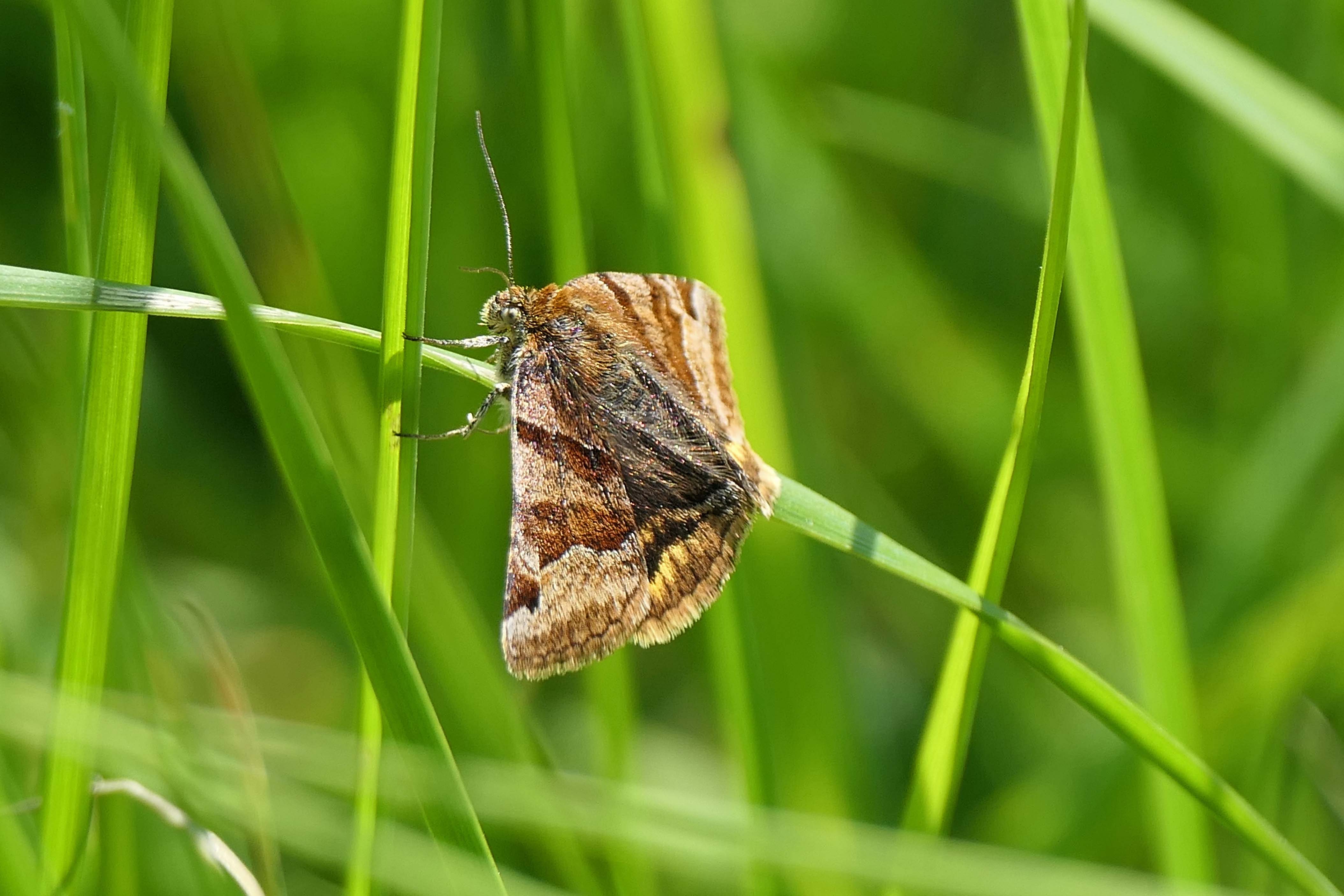 Flitting about in the grass | earthstar