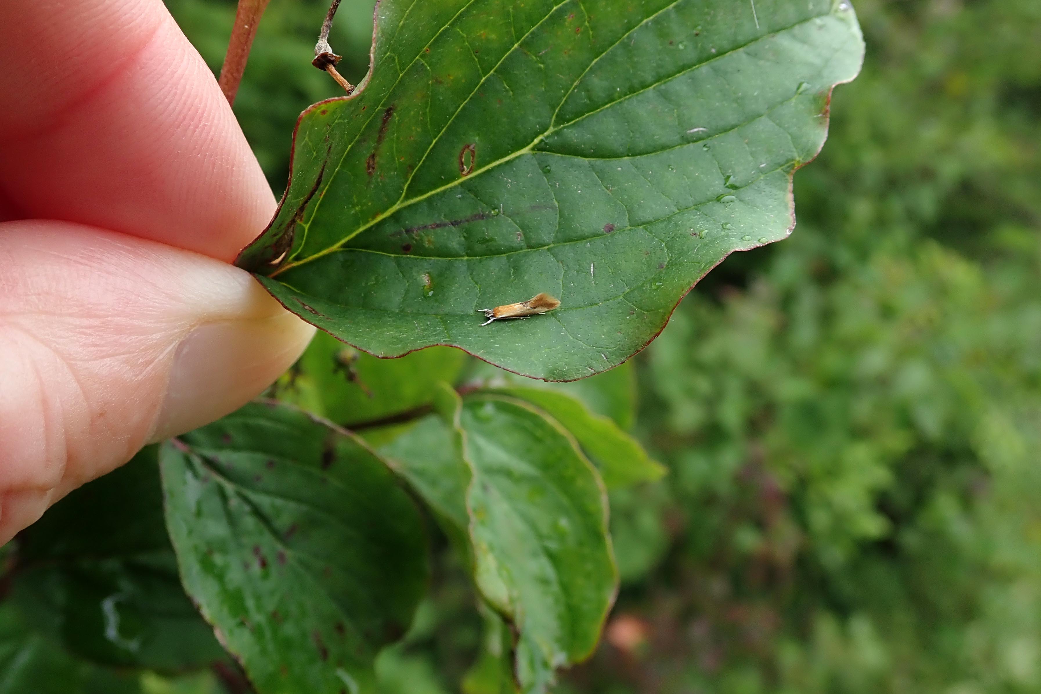 The tiniest moth | earthstar