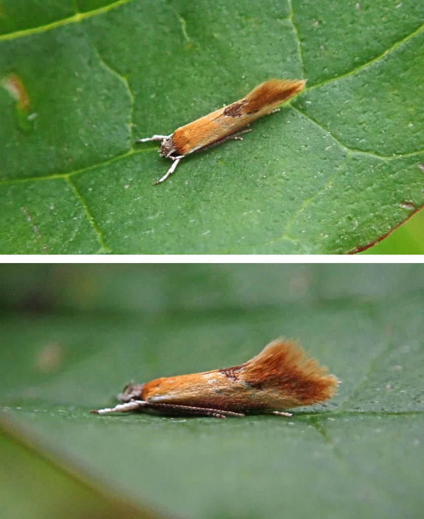 The tiniest moth | earthstar