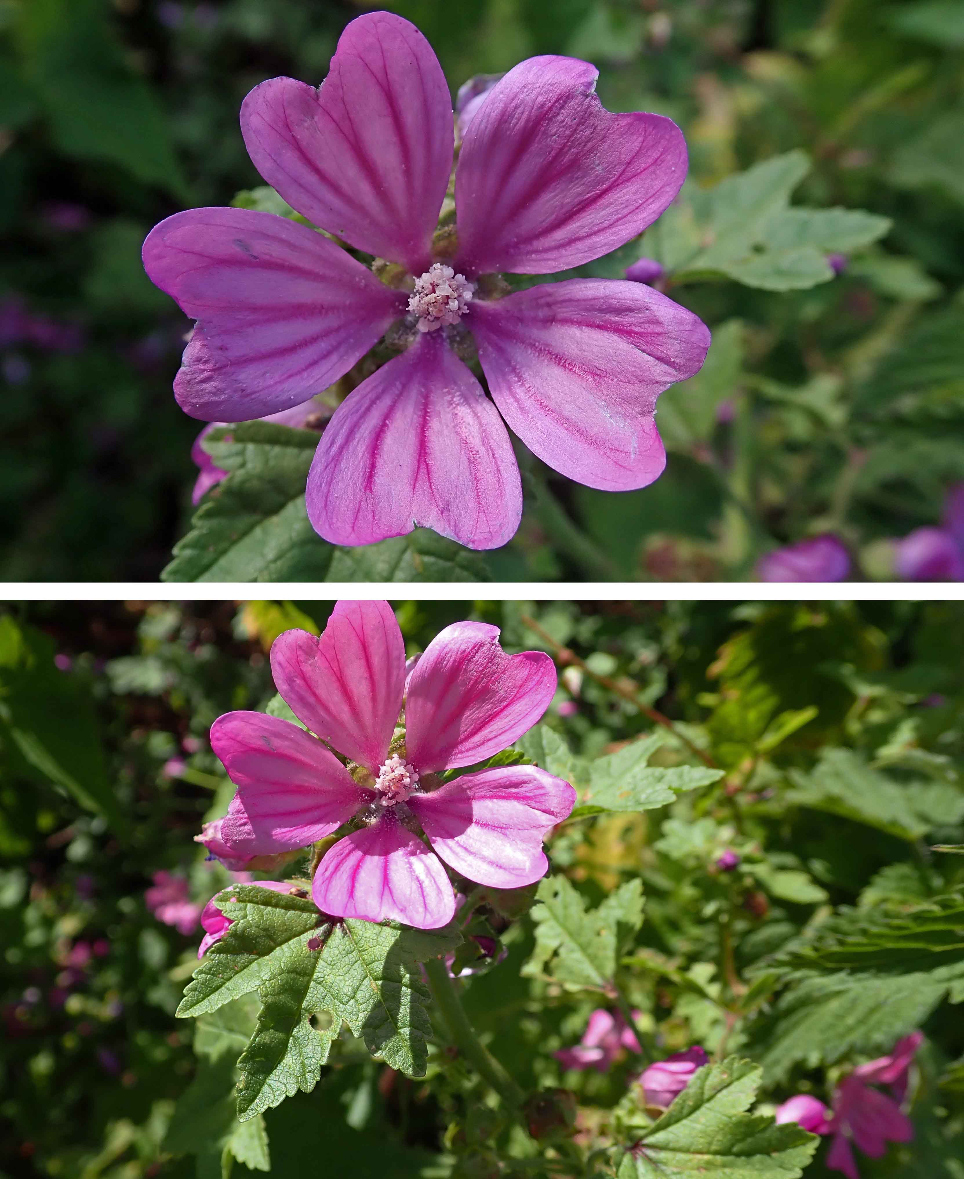 A couple of mallows | earthstar