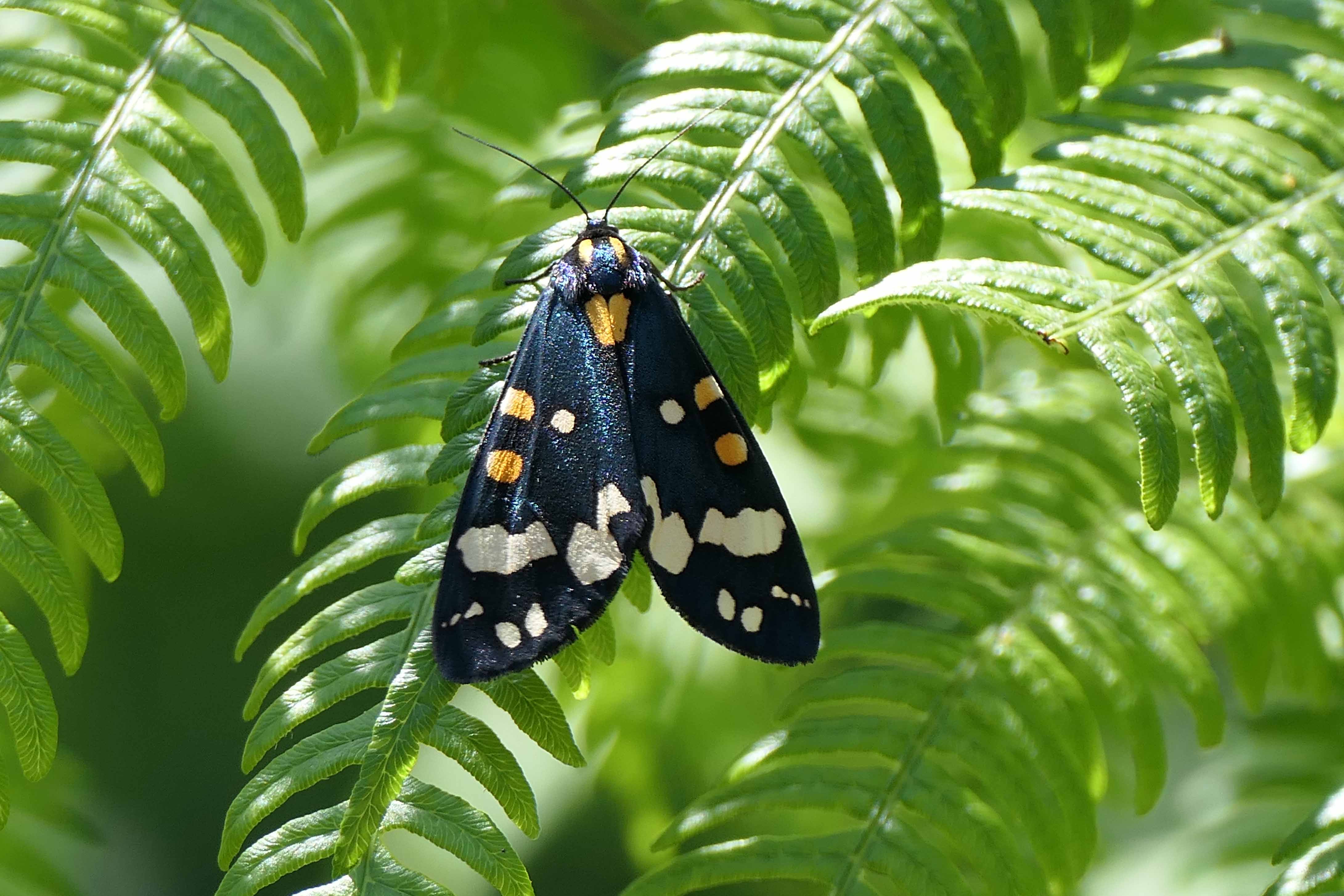 Scarlet tiger moths | earthstar