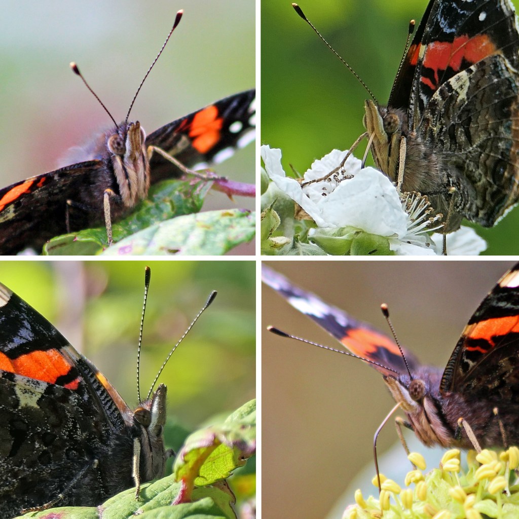 Four-footed butterflies | earthstar