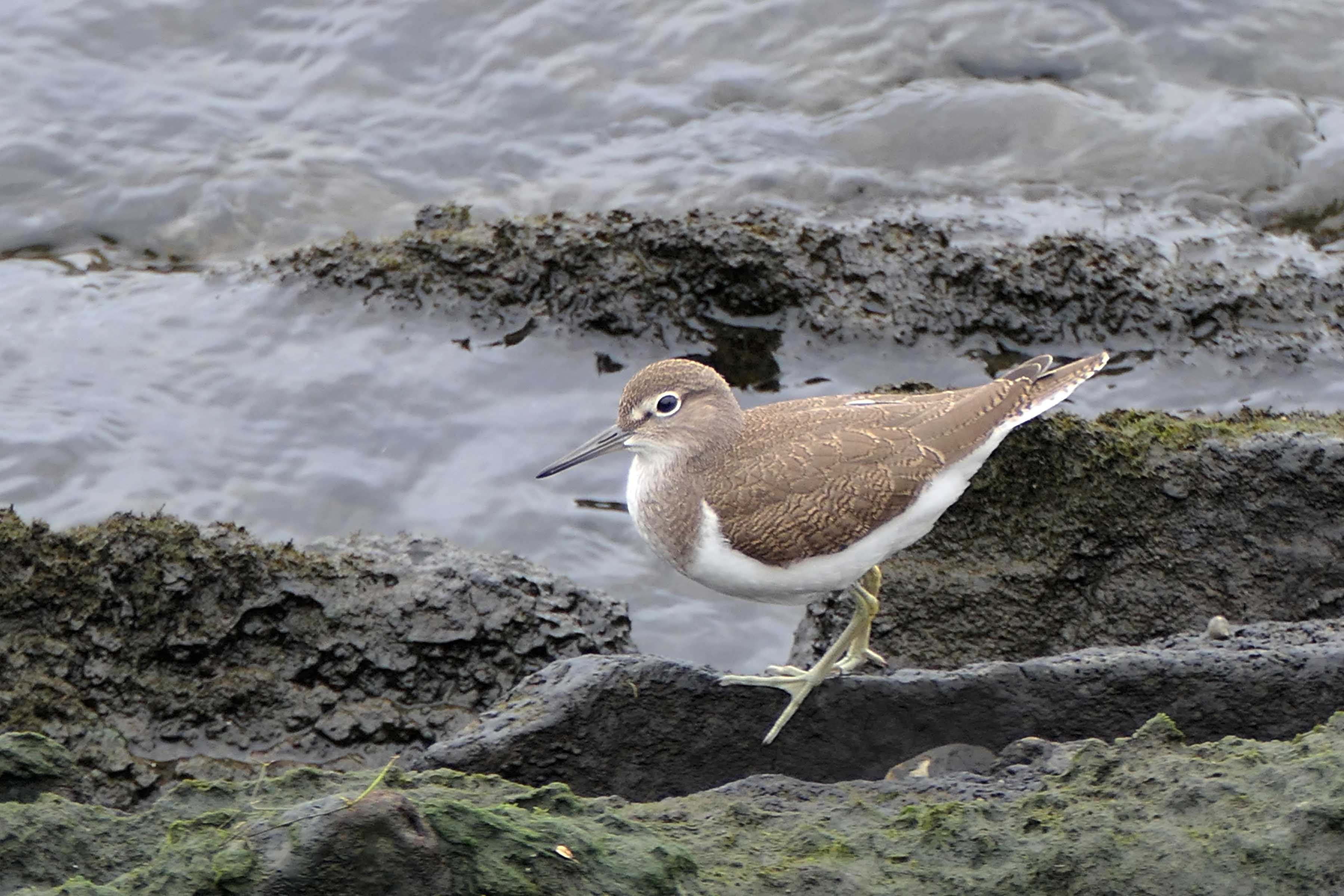 The return of the Common sandpipers | earthstar