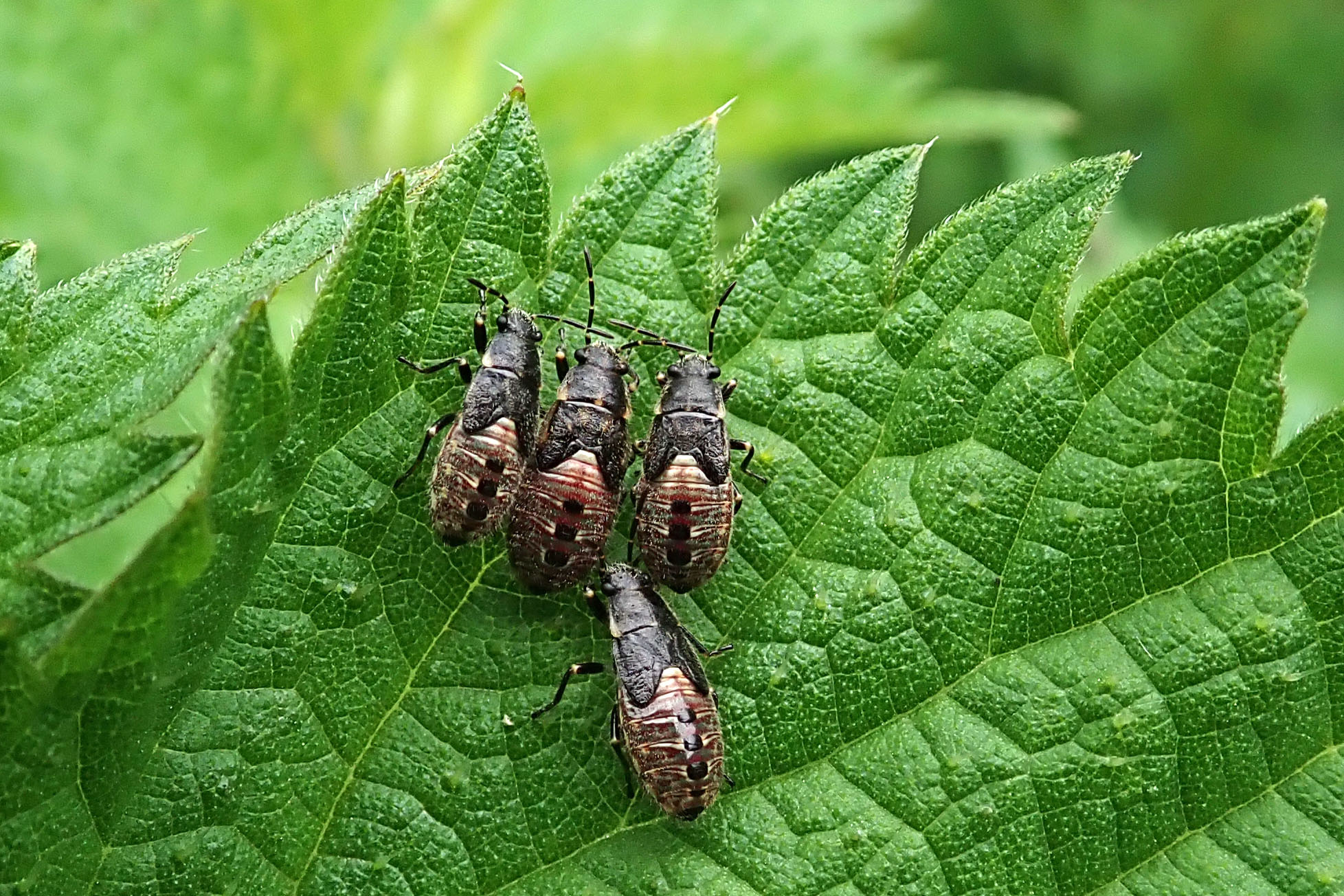 Nettle groundbugs | earthstar