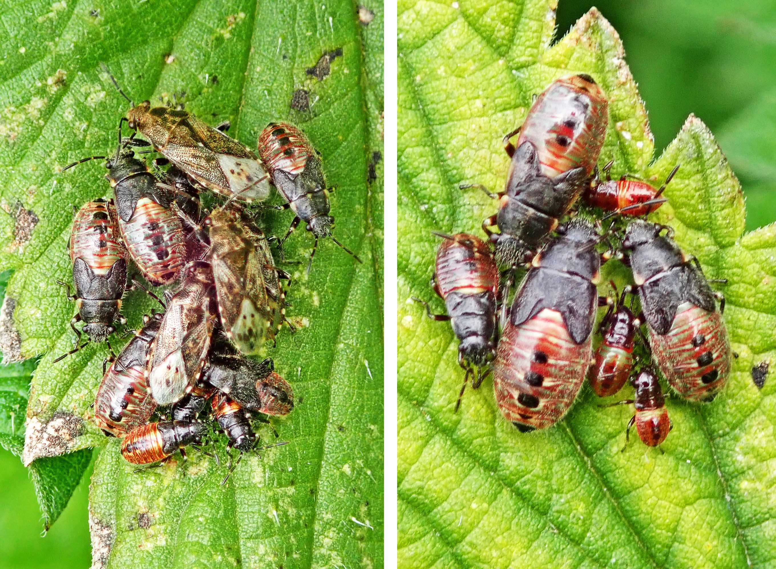 Nettle groundbugs | earthstar