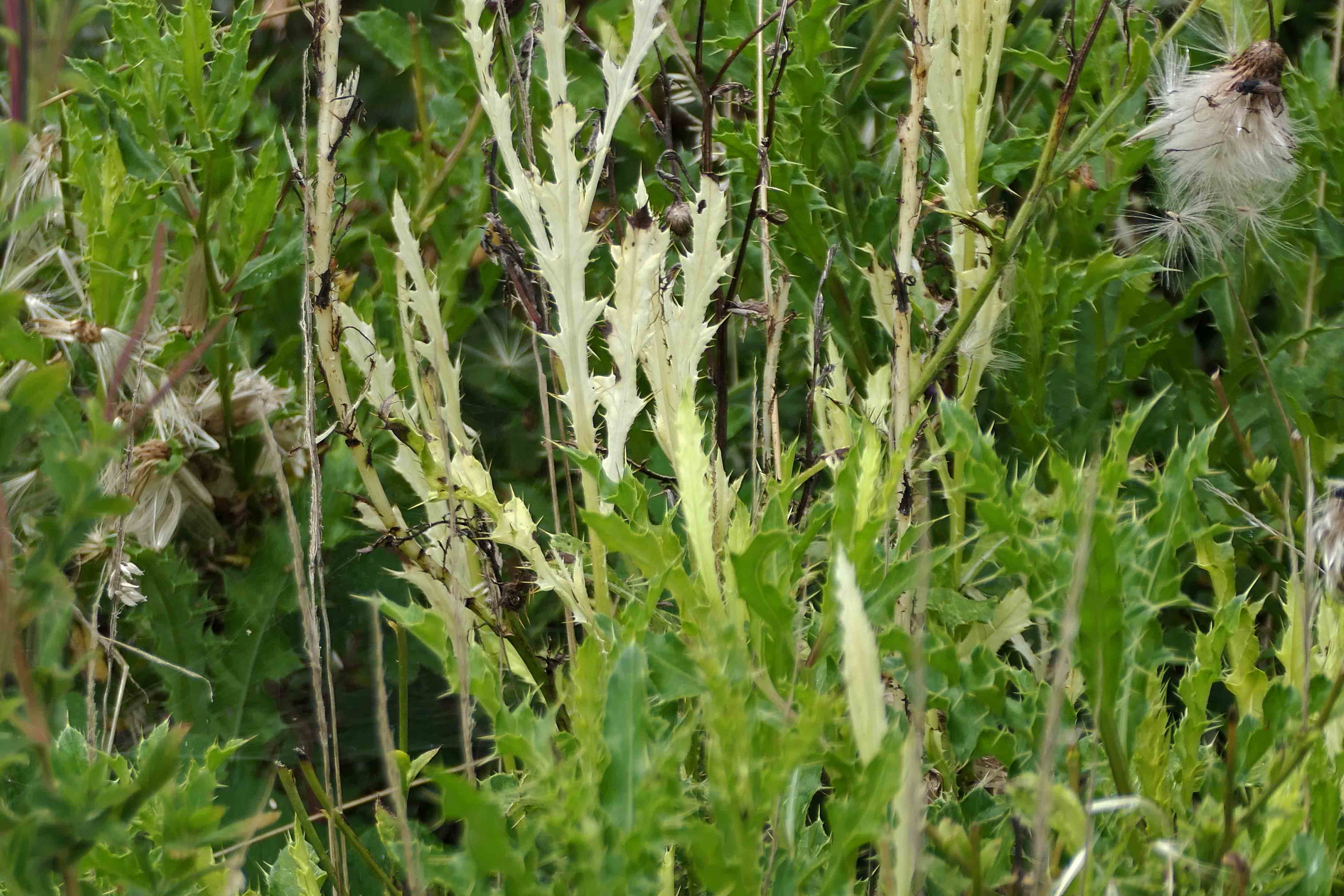 The mystery of the white thistles | earthstar
