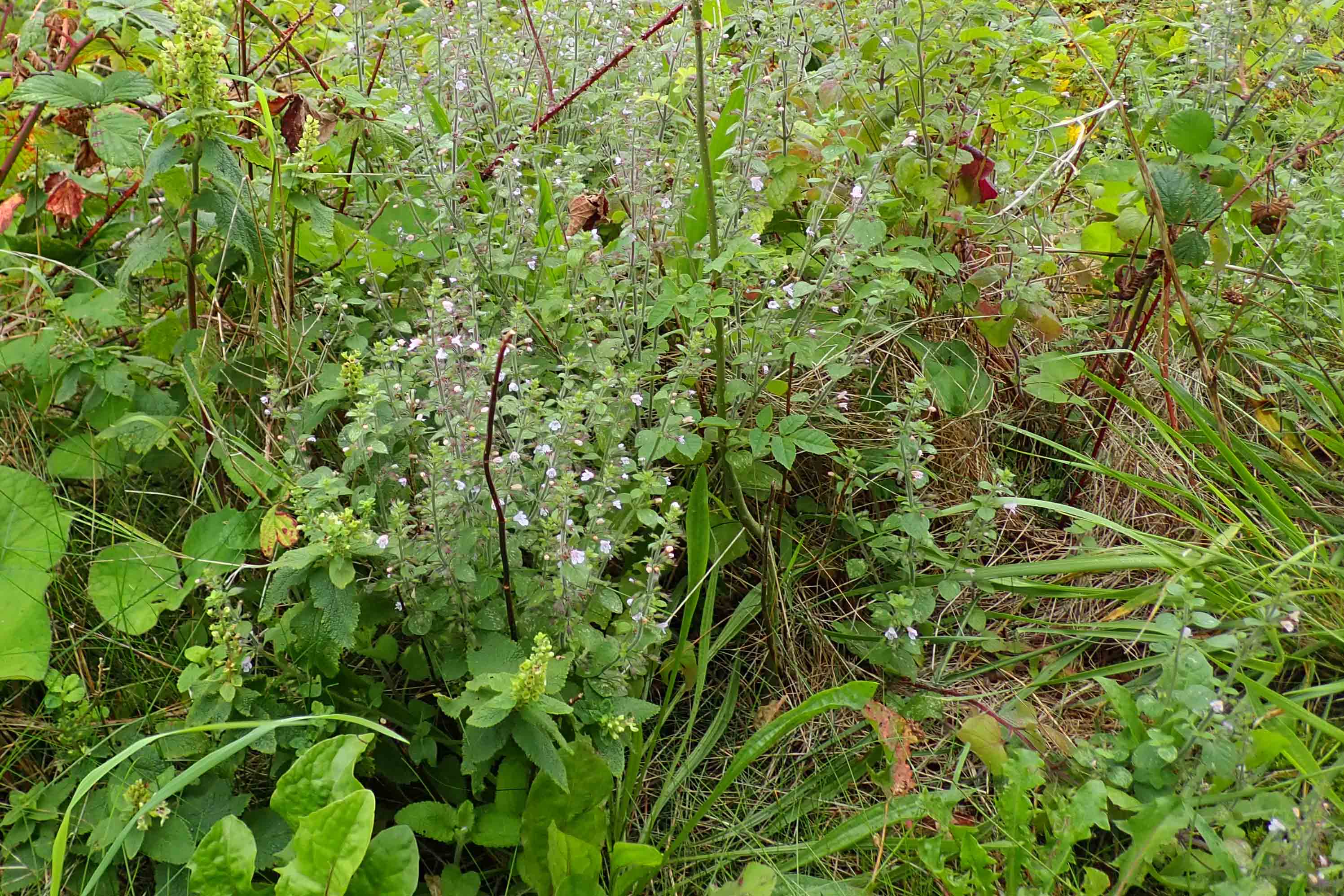 Common calamint | earthstar