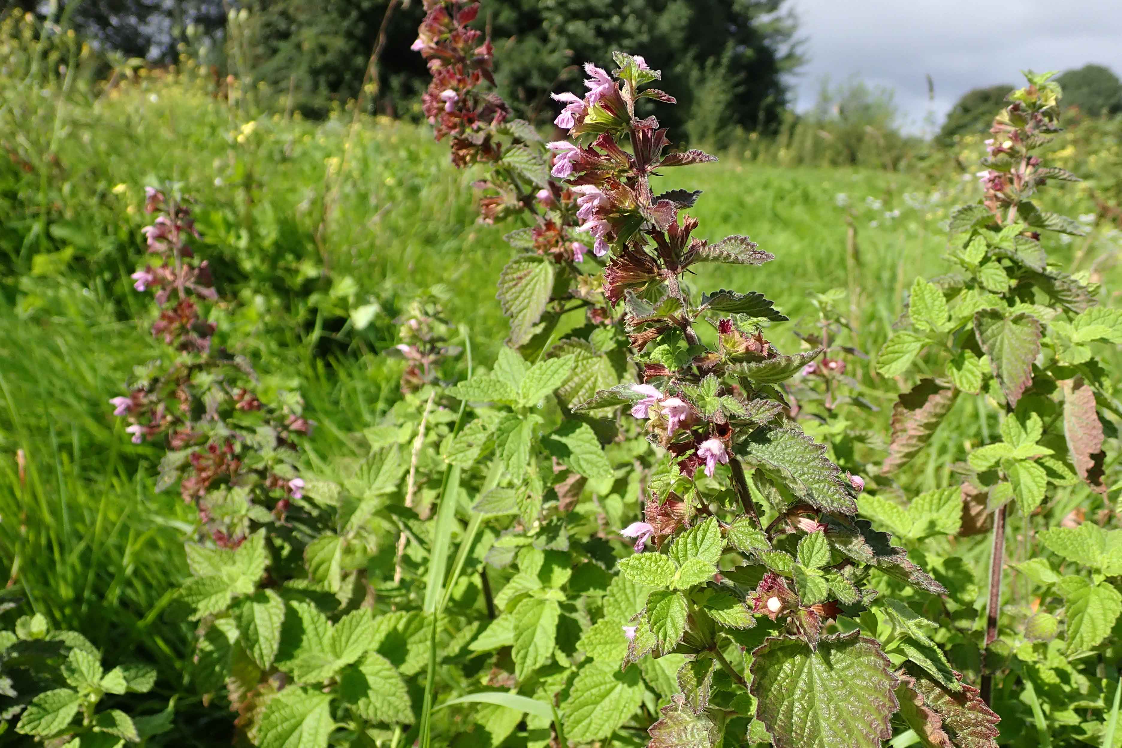 230903 black horehound (1) | earthstar