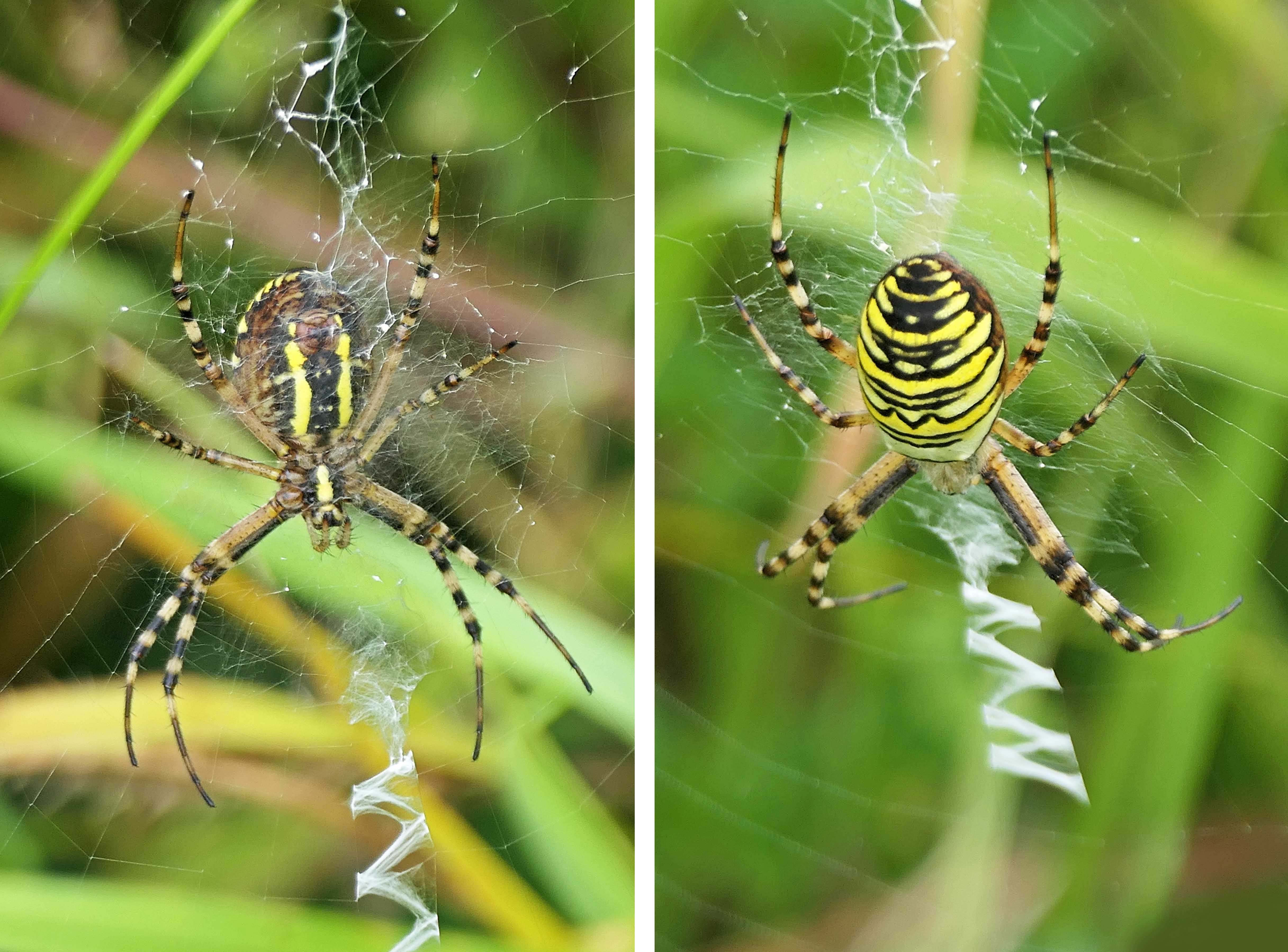 Wasp spider | earthstar