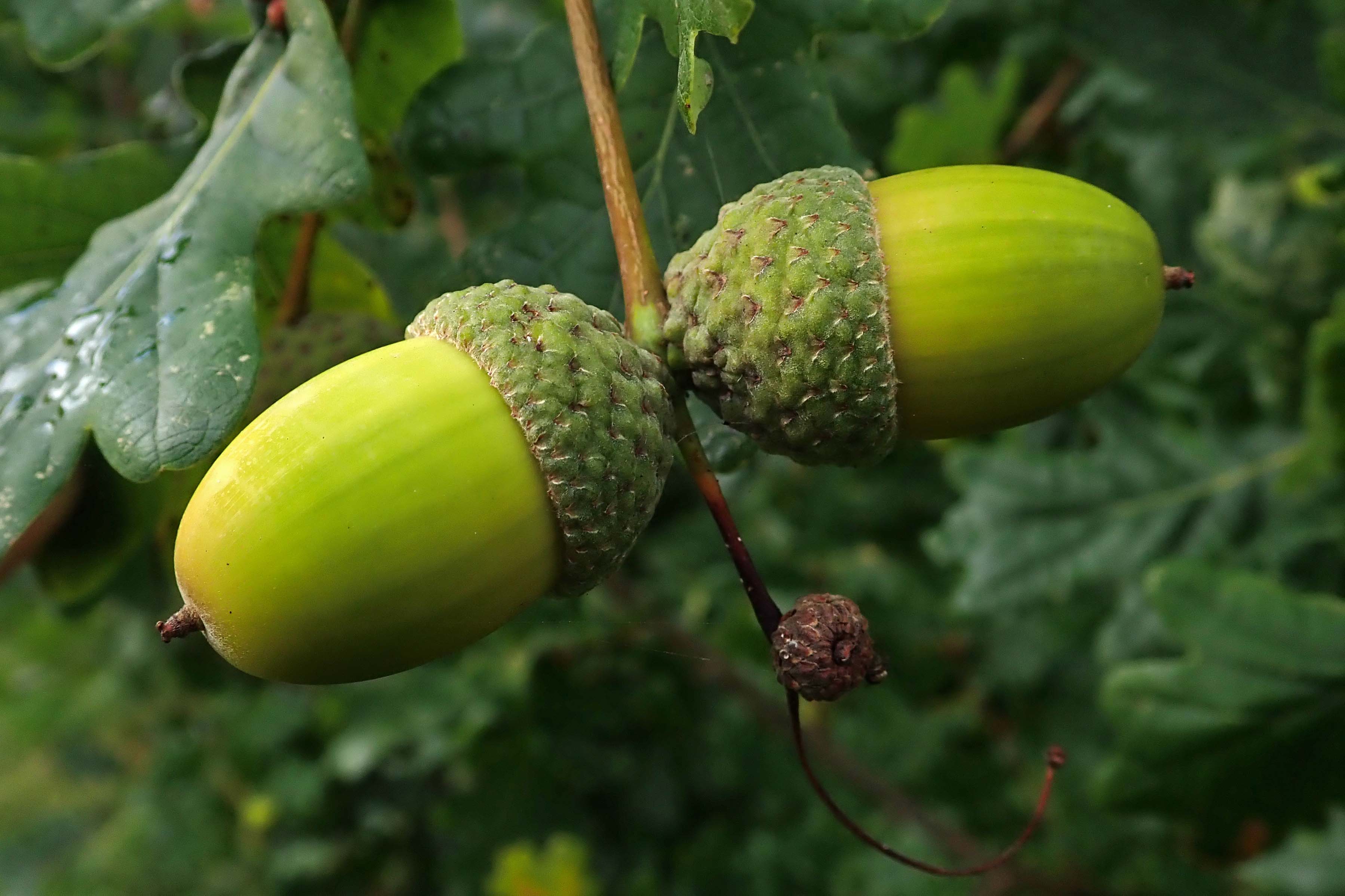 Acorns and galls | earthstar