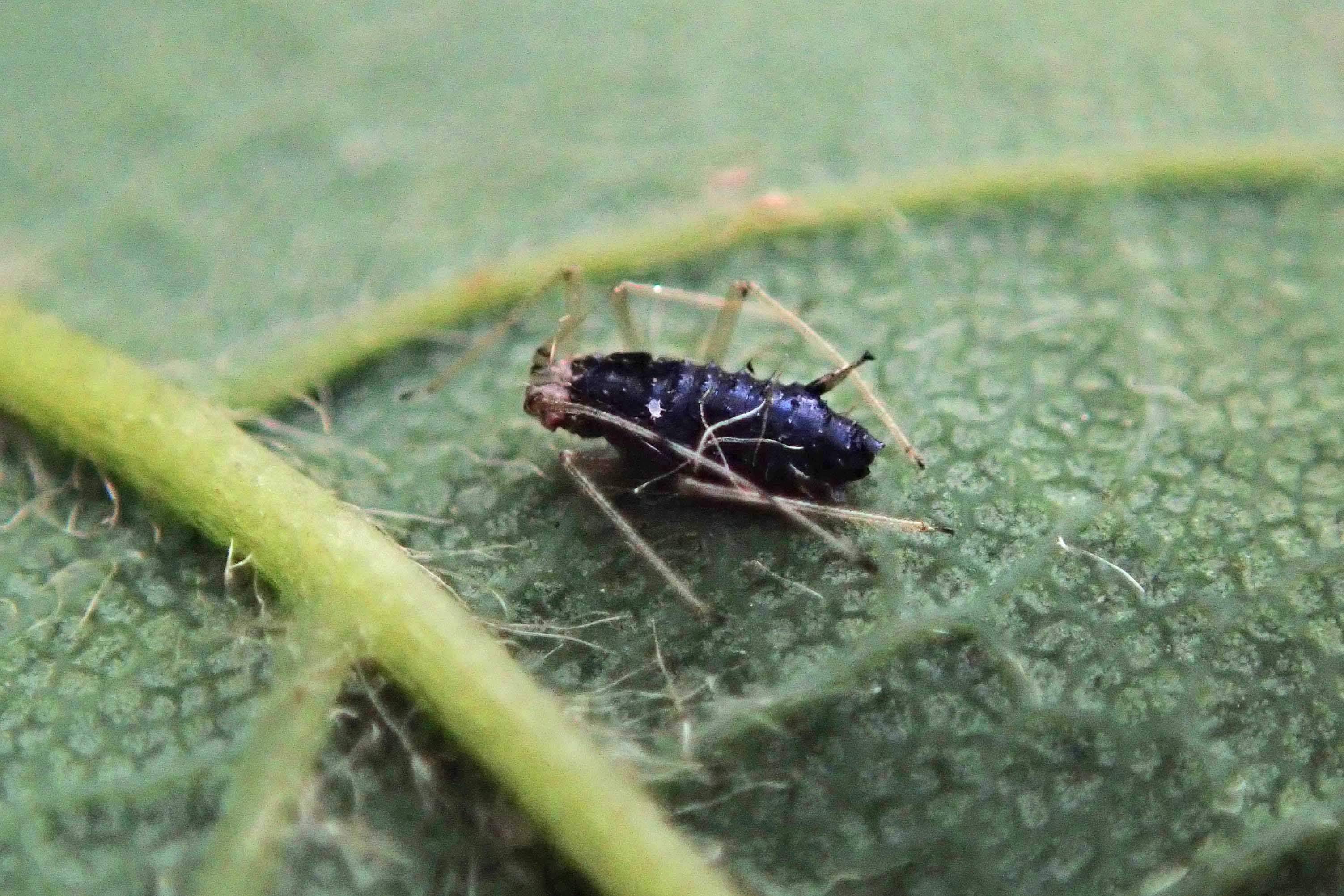 Black mummies | earthstar