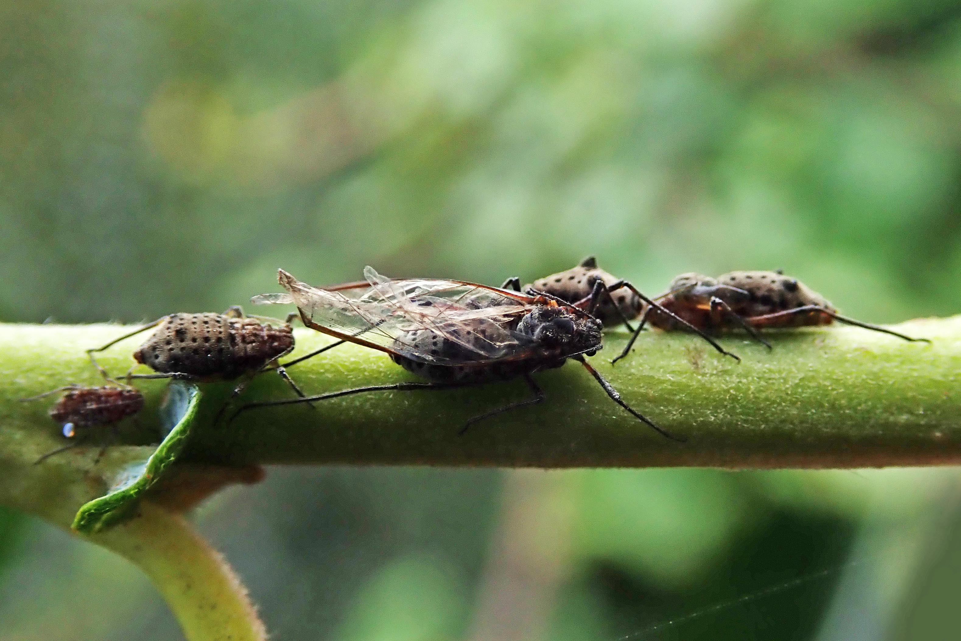 Aphids: Tuberolachnus salignus | earthstar