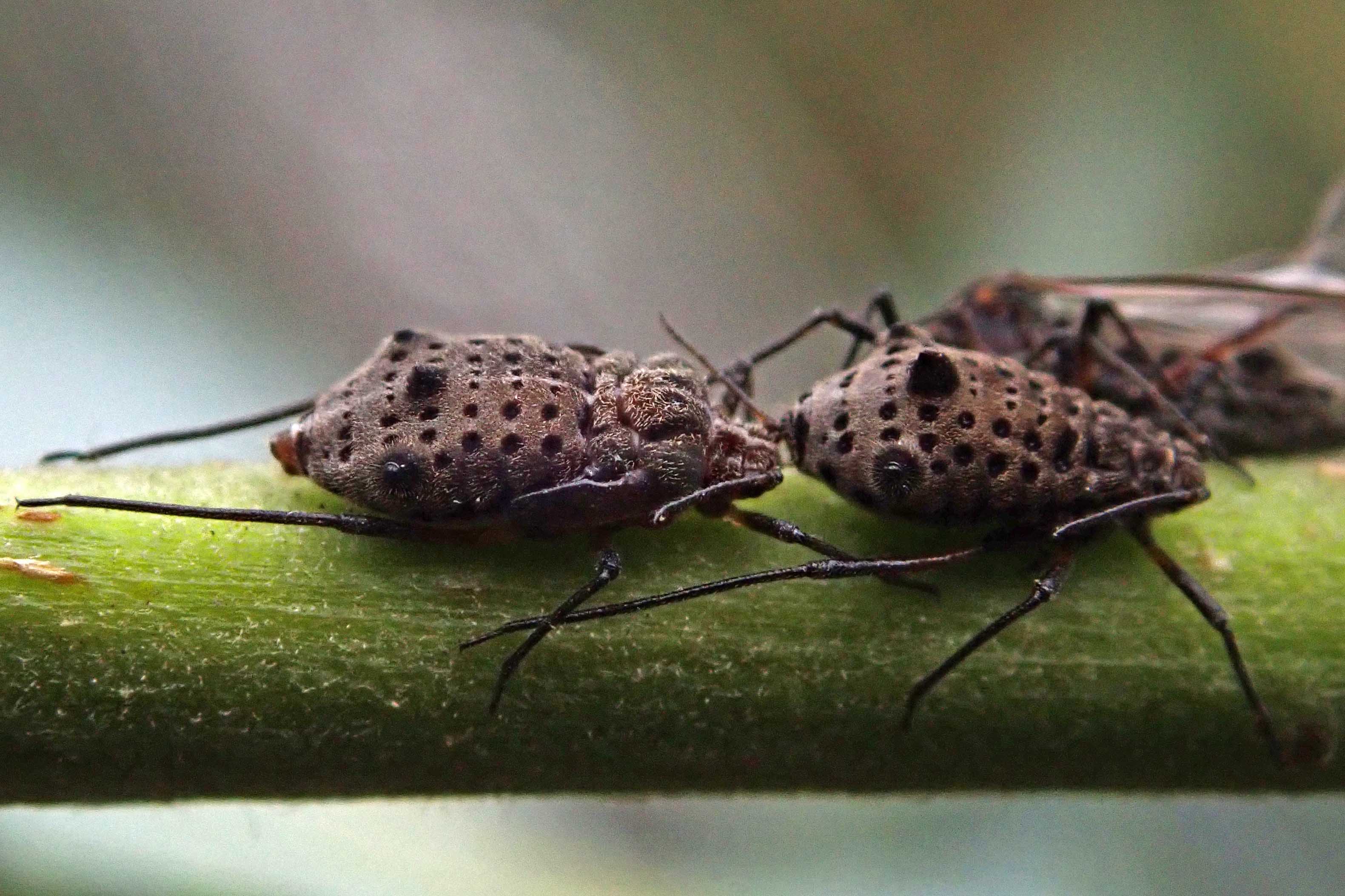 Aphids: Tuberolachnus salignus | earthstar