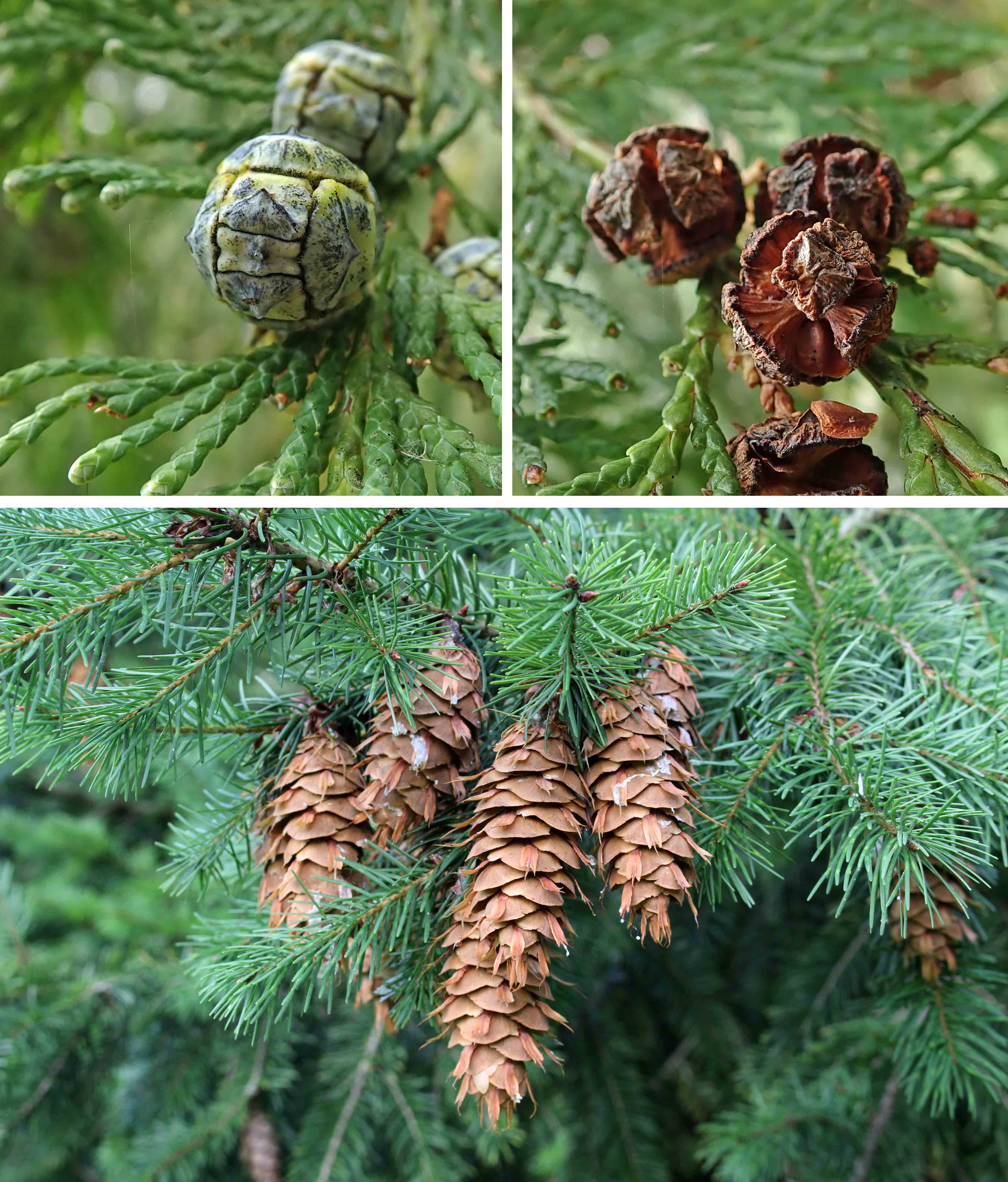 Cones, and a few nuts | earthstar